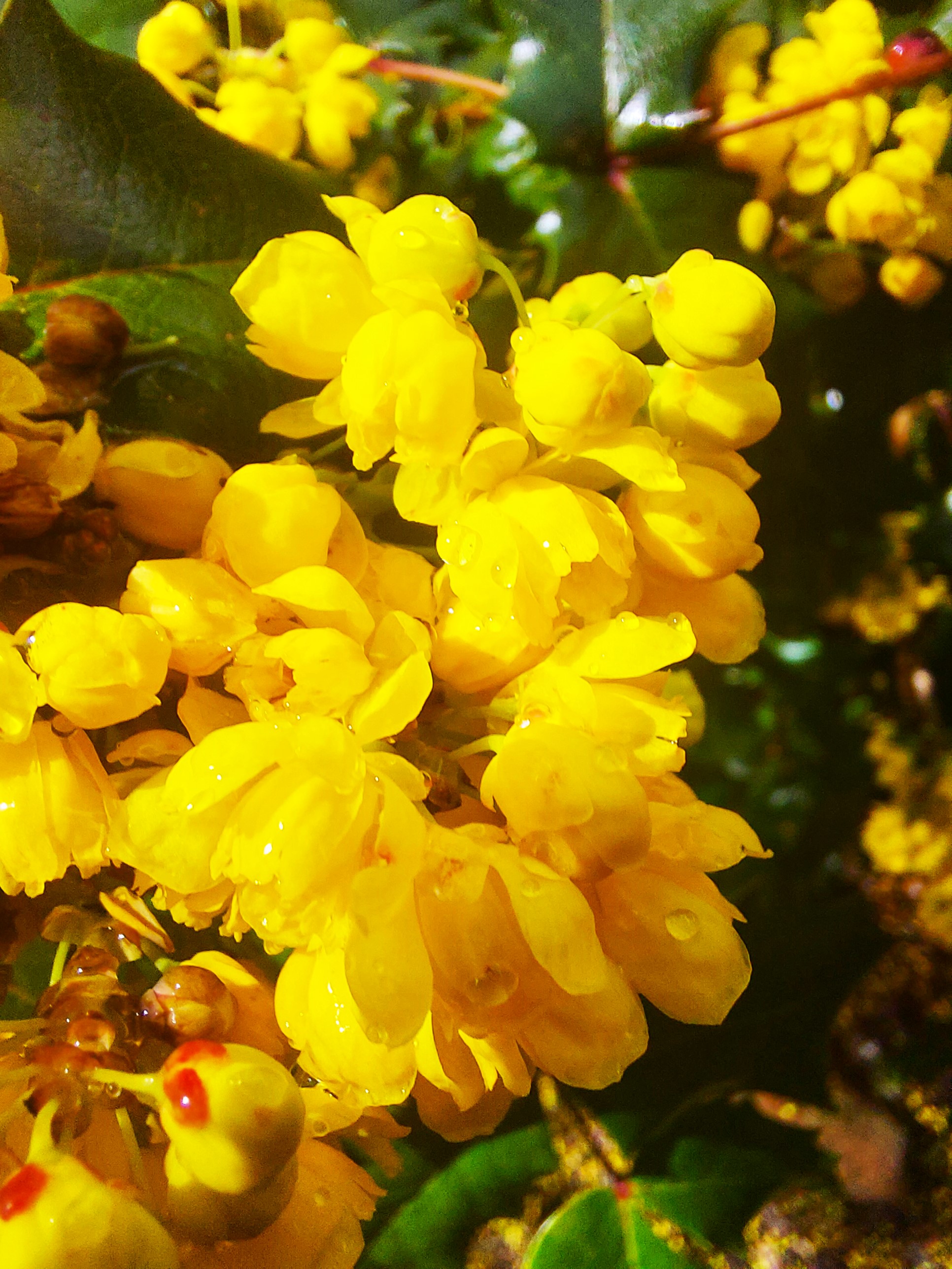 Oregon Garden springtime - oregonlive.com