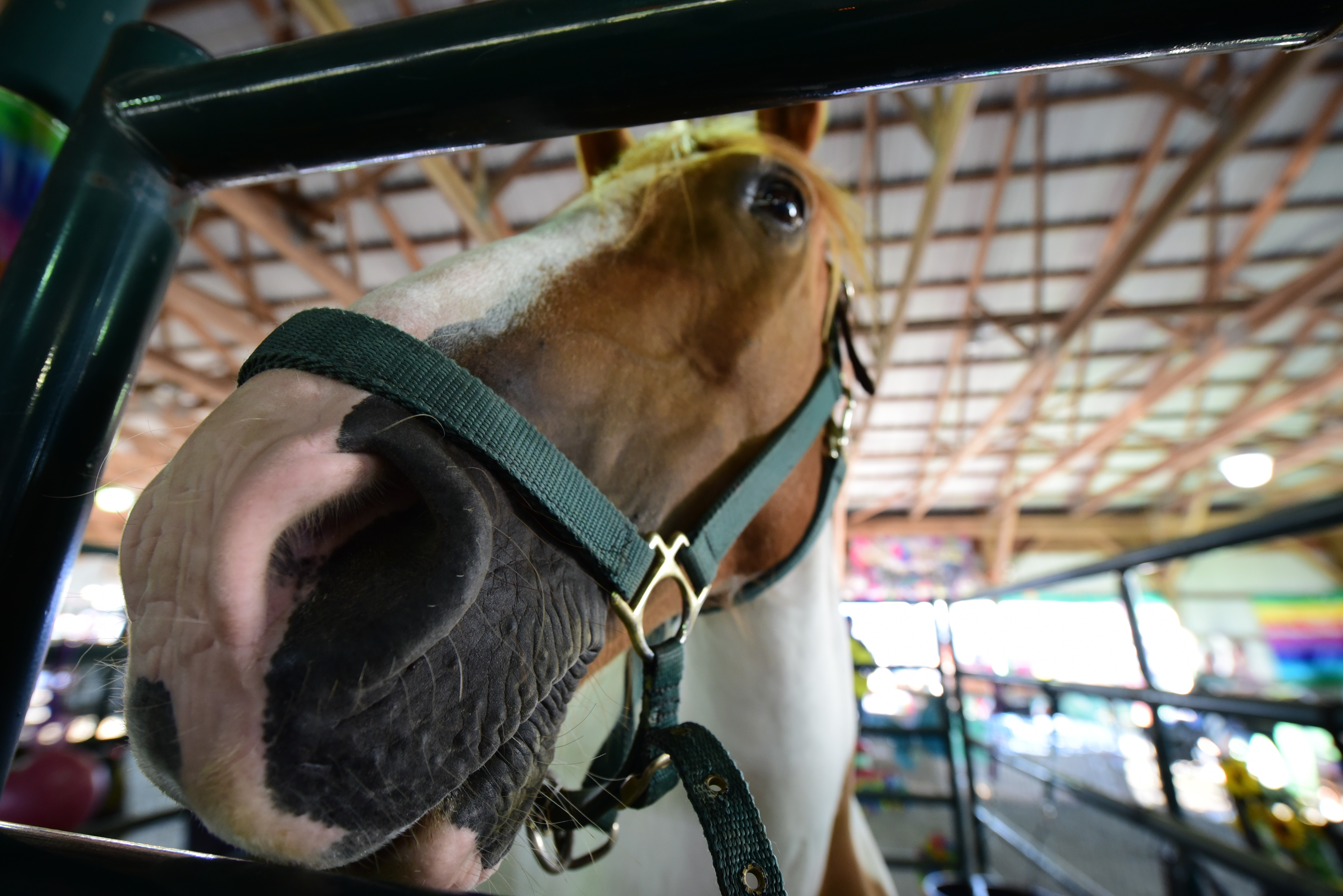 Opening day at the Hunterdon County 4-H Fair - nj.com