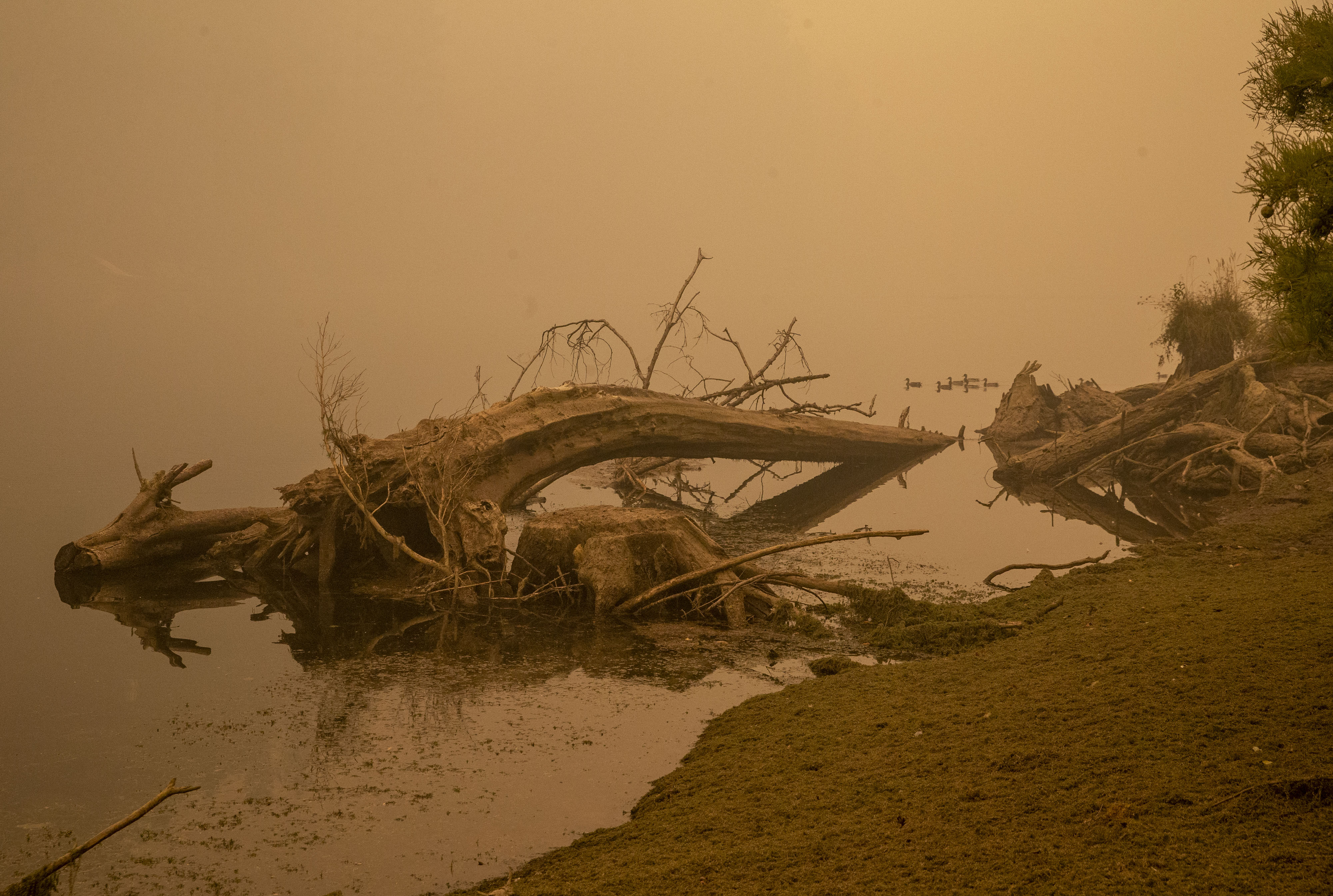 Holiday Farm fire ravages Oregon towns - oregonlive.com