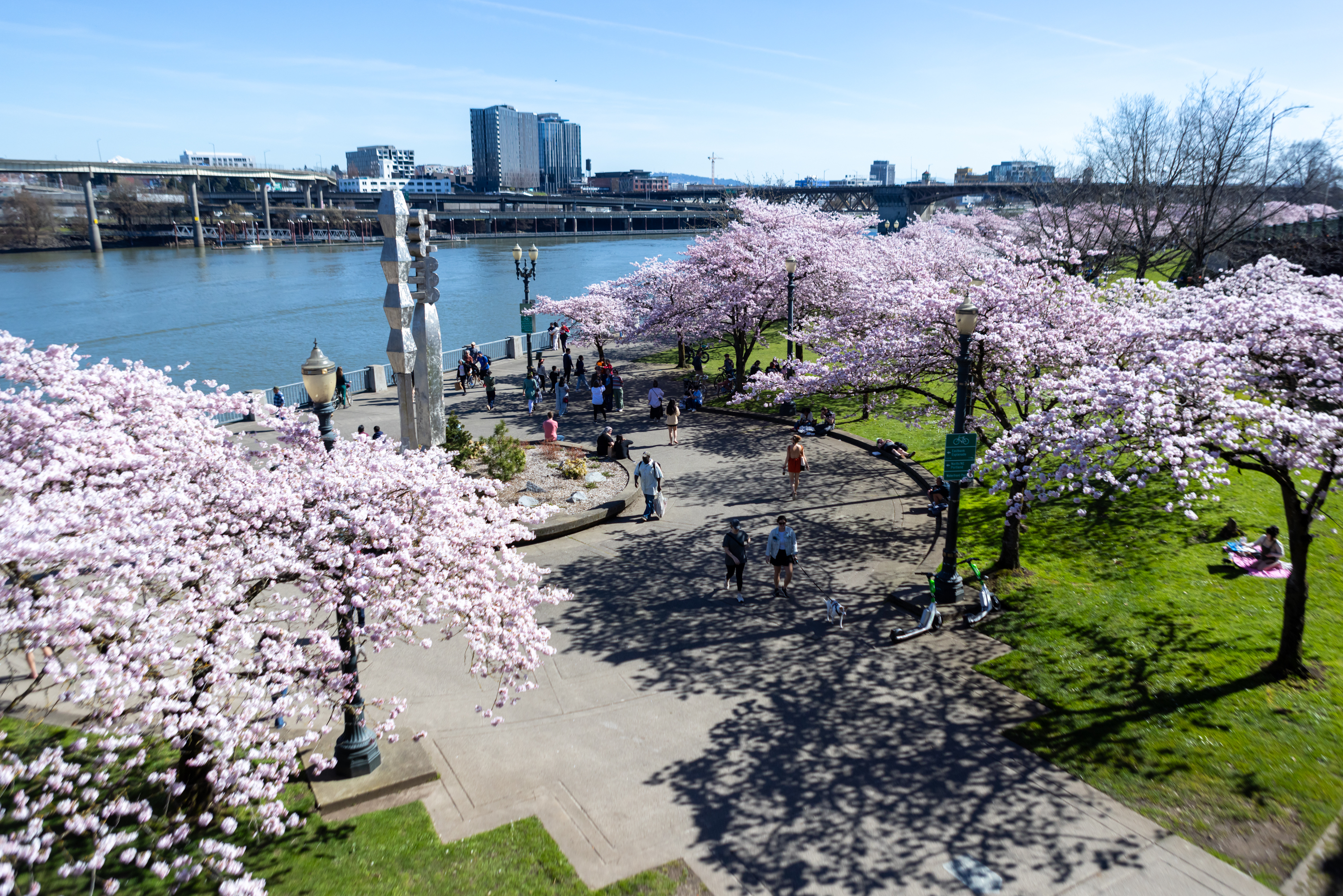 Portland cherry blossoms awaken - oregonlive.com