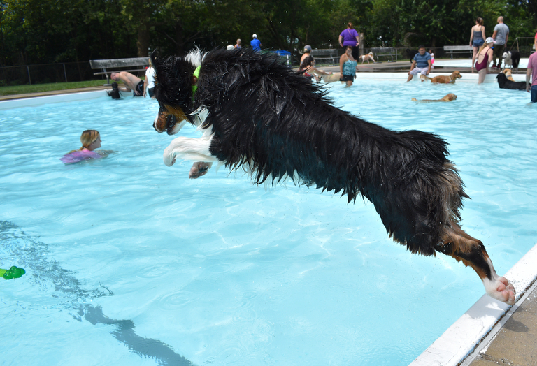 Allentown's Mack Pool goes to the dogs - lehighvalleylive.com