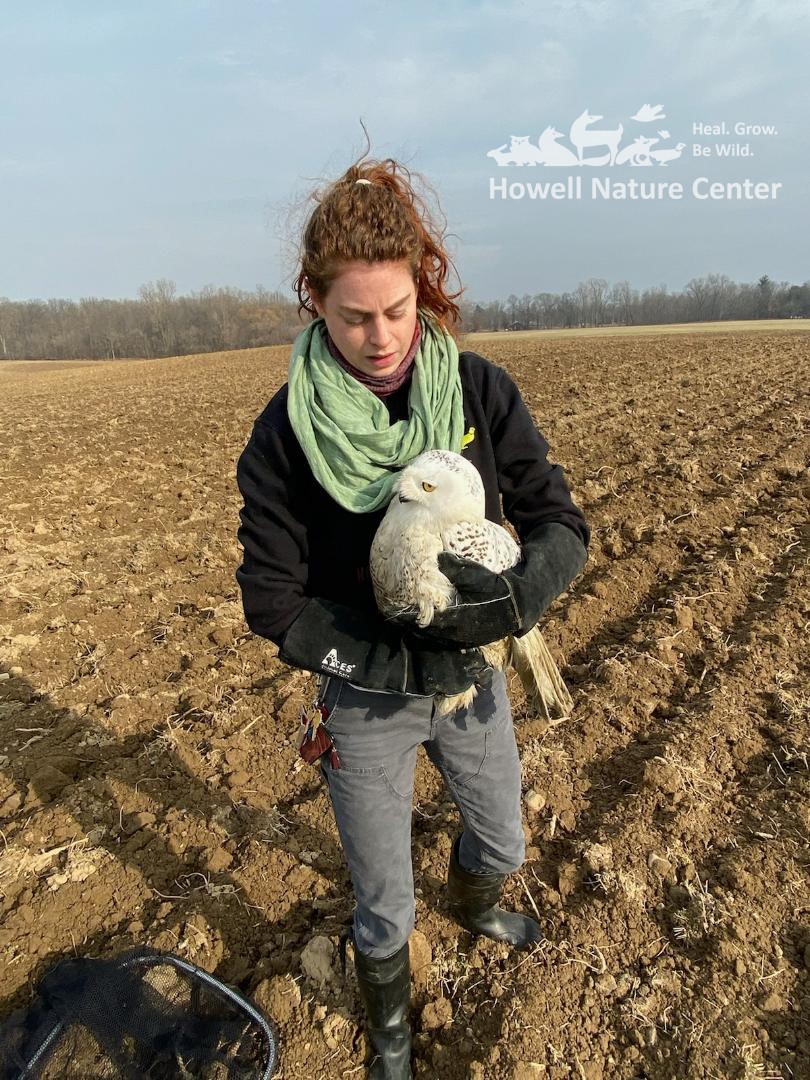 Snowy Owl Rescue - mlive.com