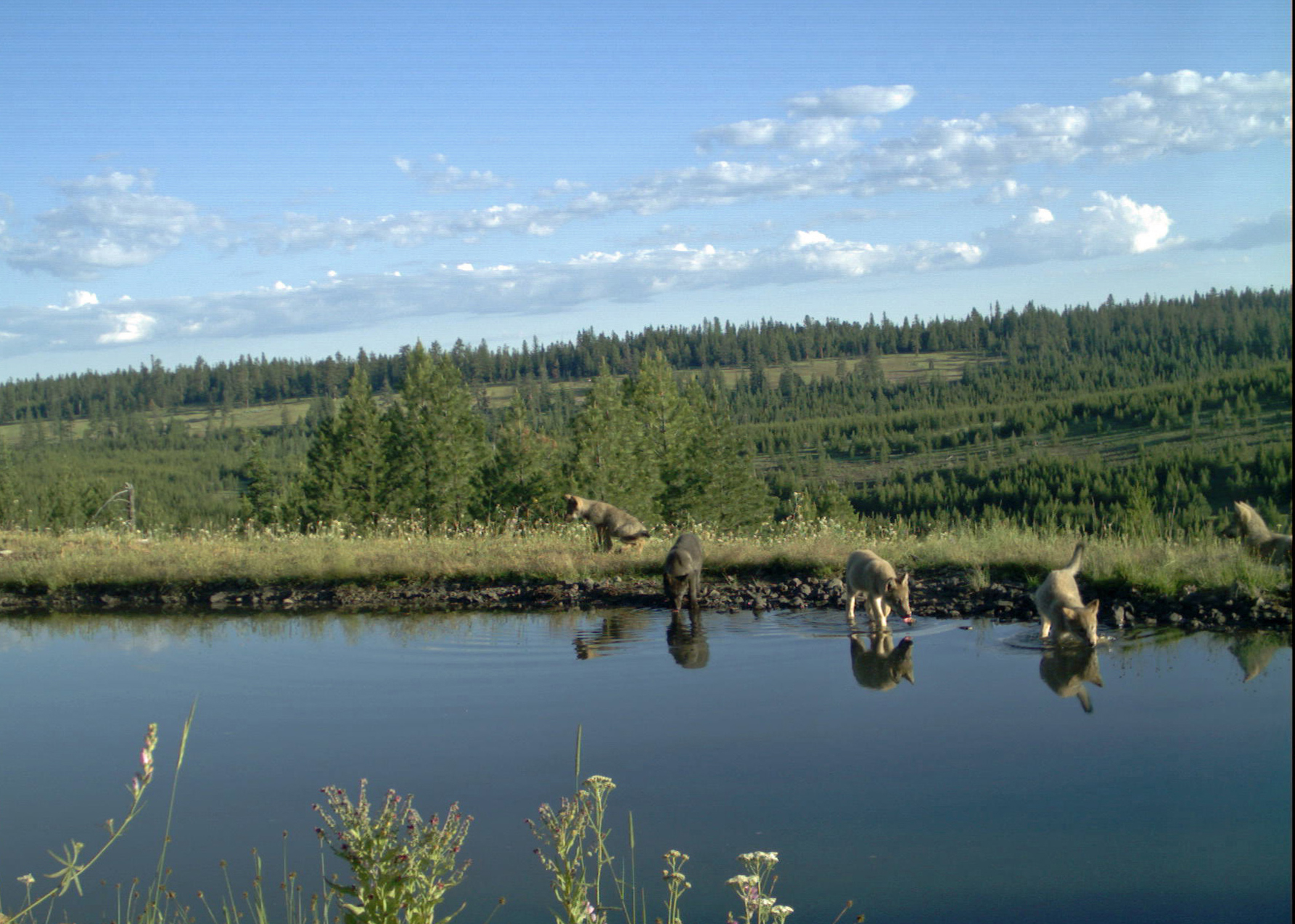 Wolves in Oregon - oregonlive.com