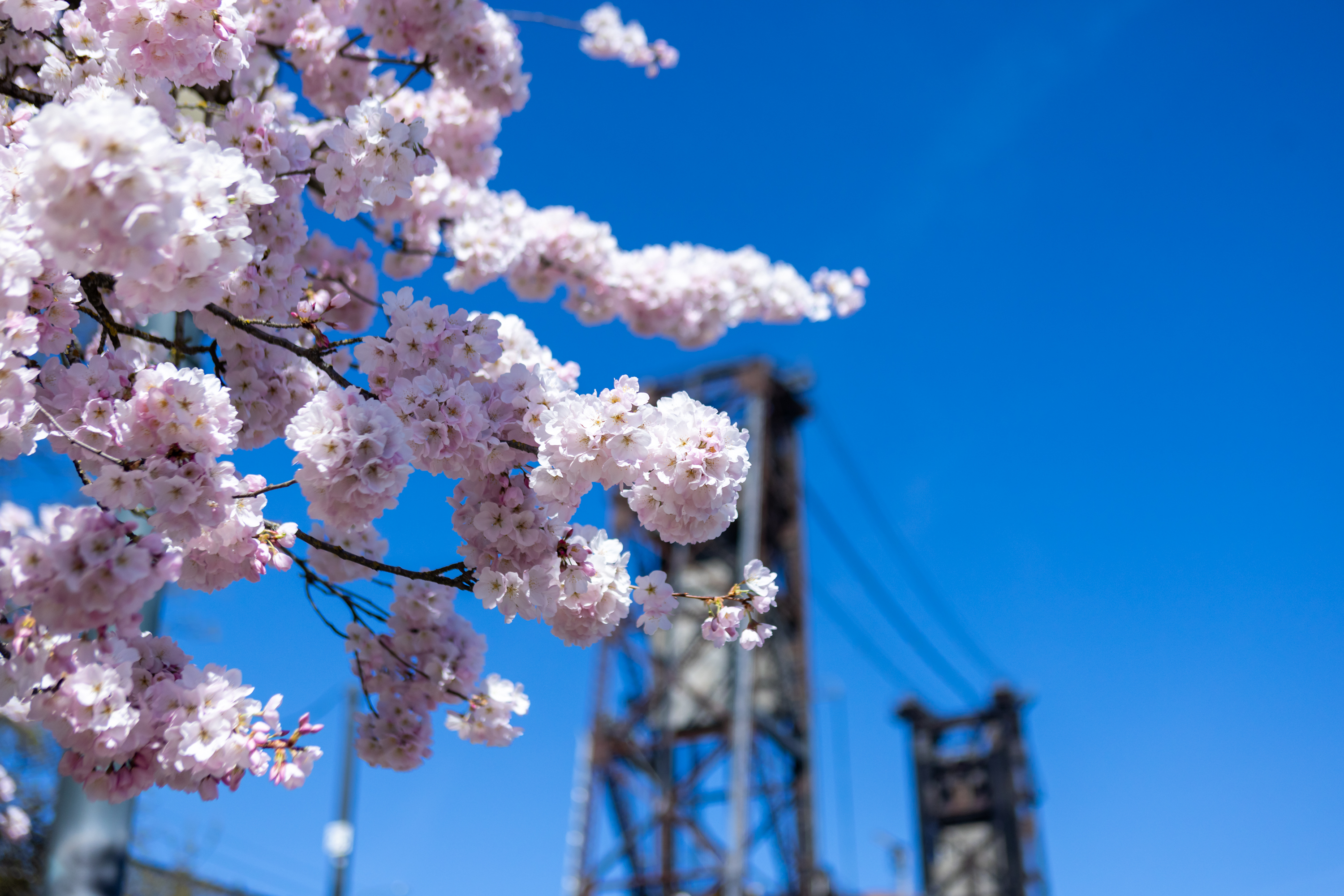 Portland cherry blossoms awaken - oregonlive.com