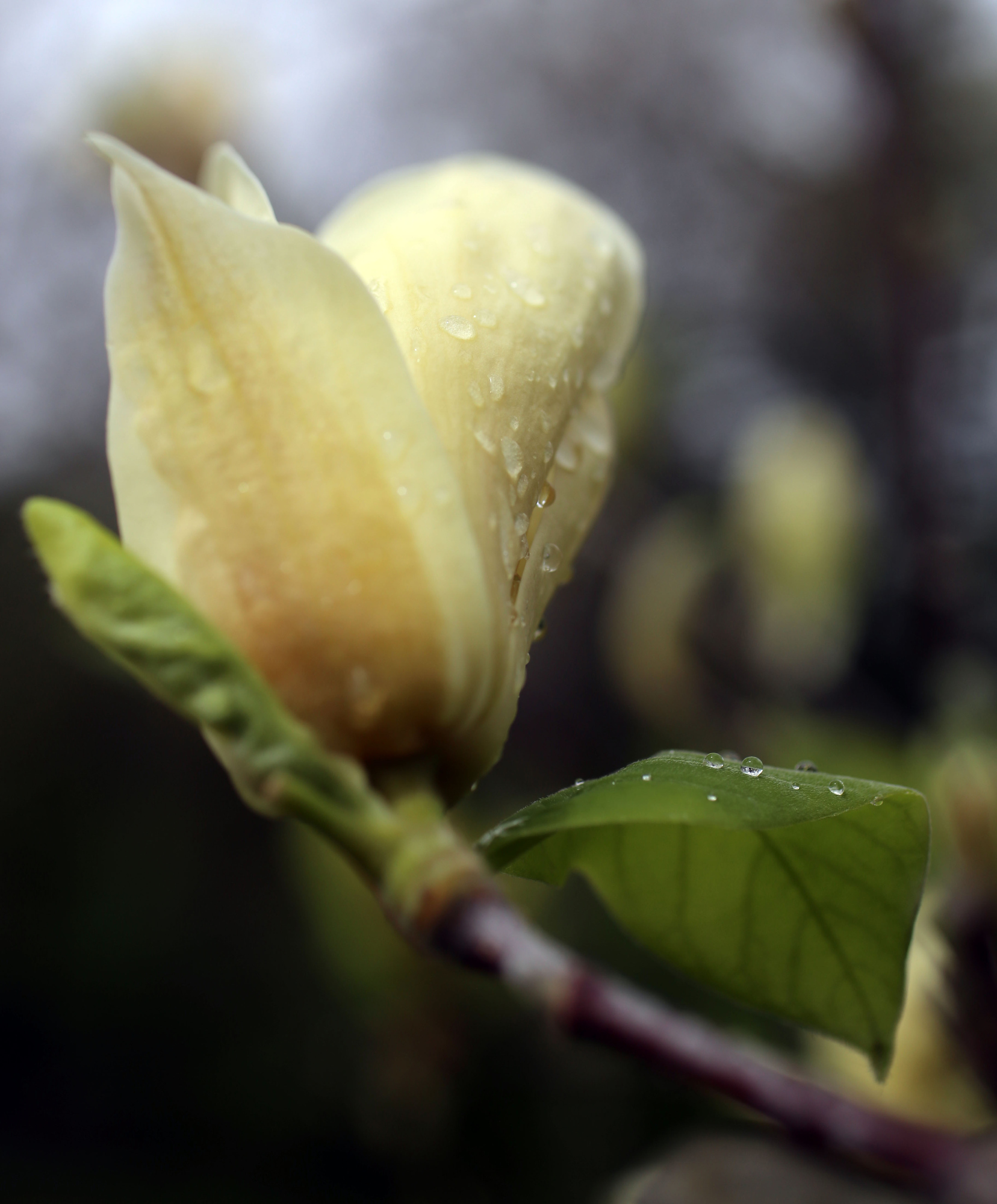 Lake View Cemetery in full bloom - cleveland.com