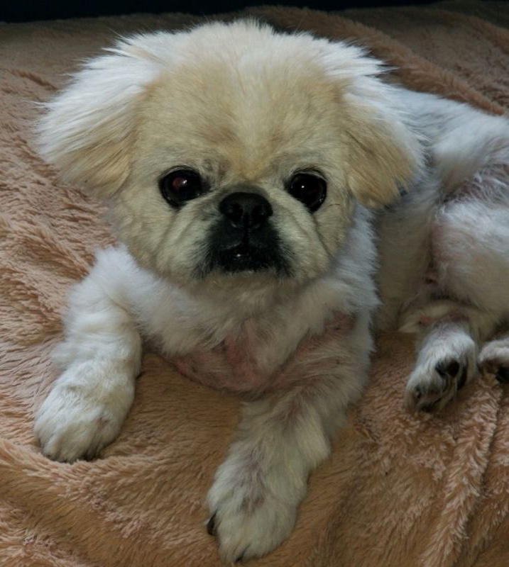 N.J. pets in need: March 28, 2022 - nj.com