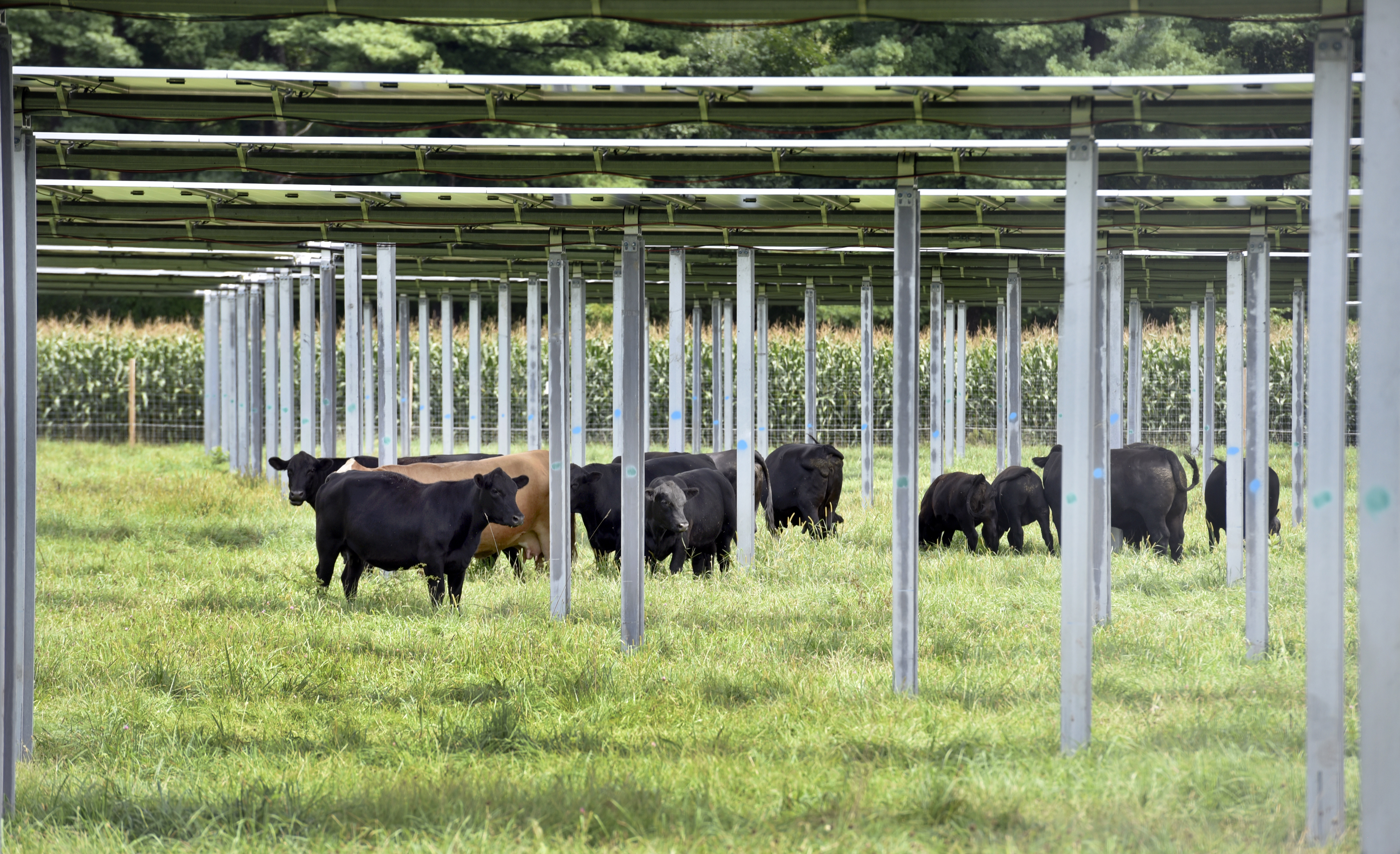 BlueWave's Agrivoltaic solar array now online in Palmer - masslive.com