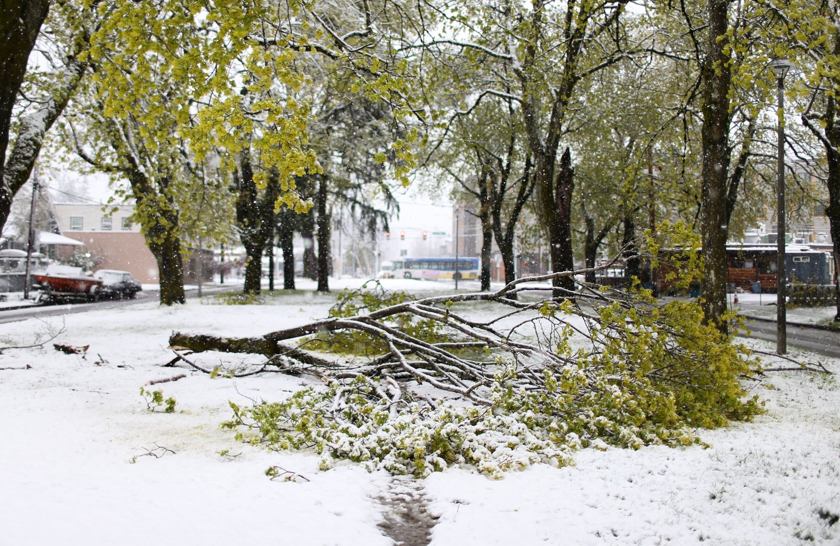 Portland snow April 11, 2022 - oregonlive.com
