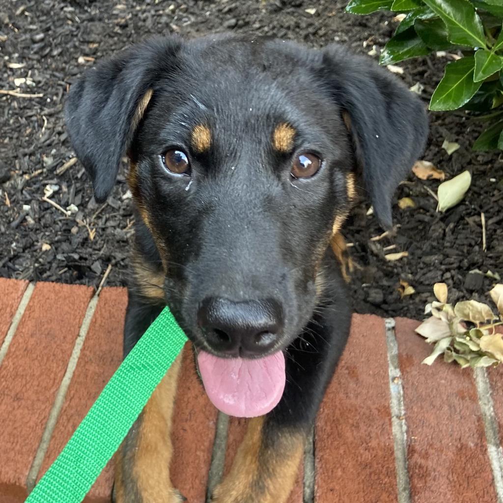 Welcome October with a fresh pumpkin and a new pet. Sept 30 - Oct 1 ...