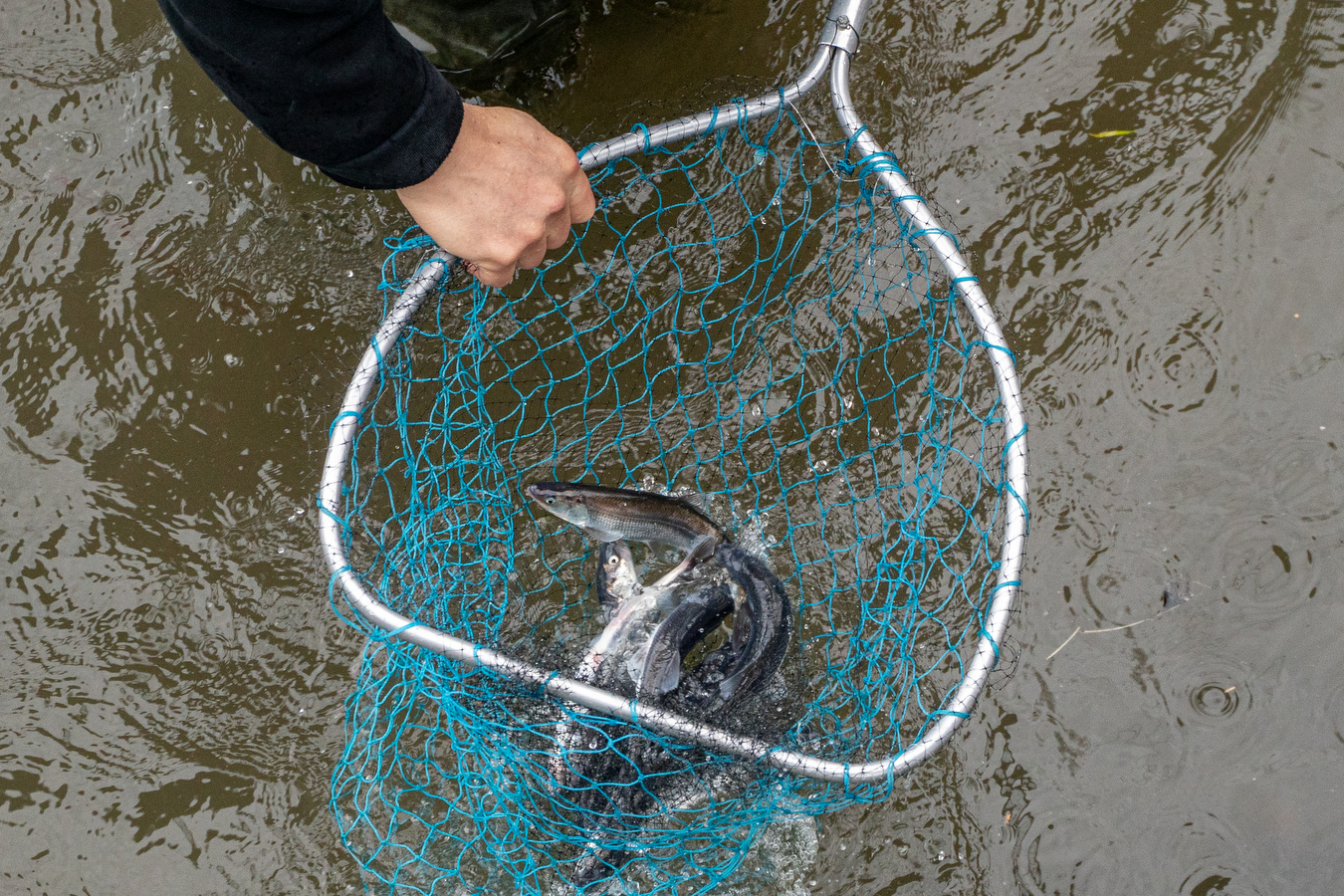 Sandy River smelt run 2025 - oregonlive.com