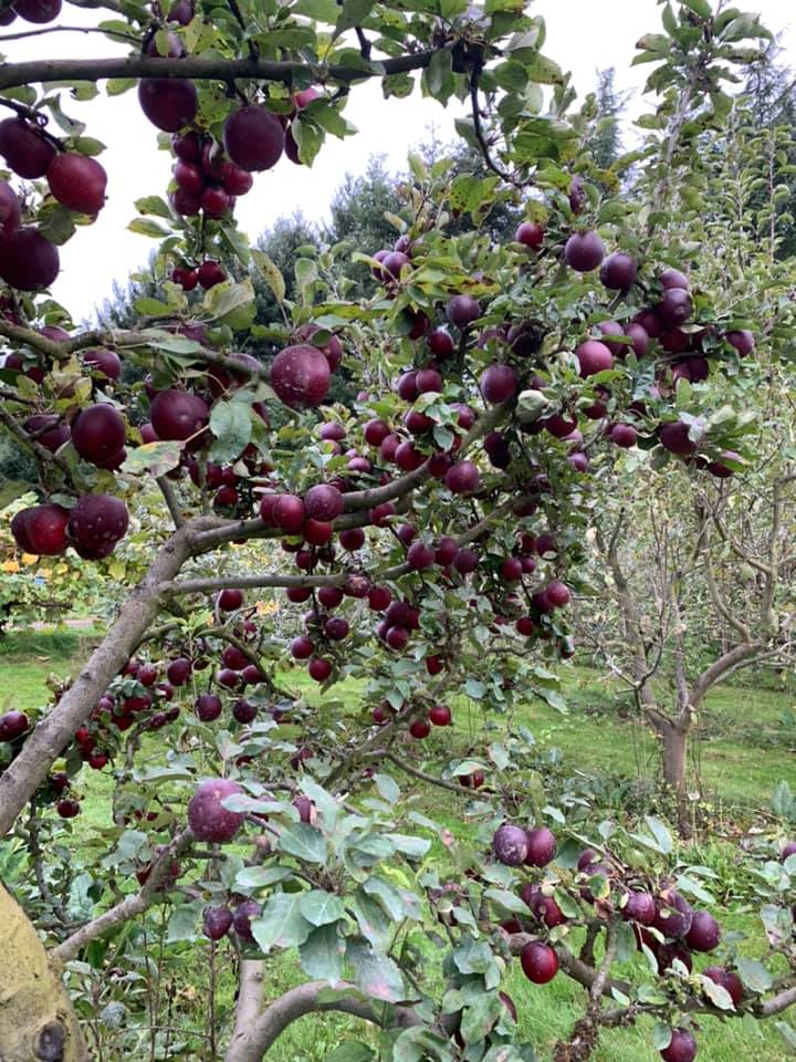 Home Orchard Education Center - oregonlive.com