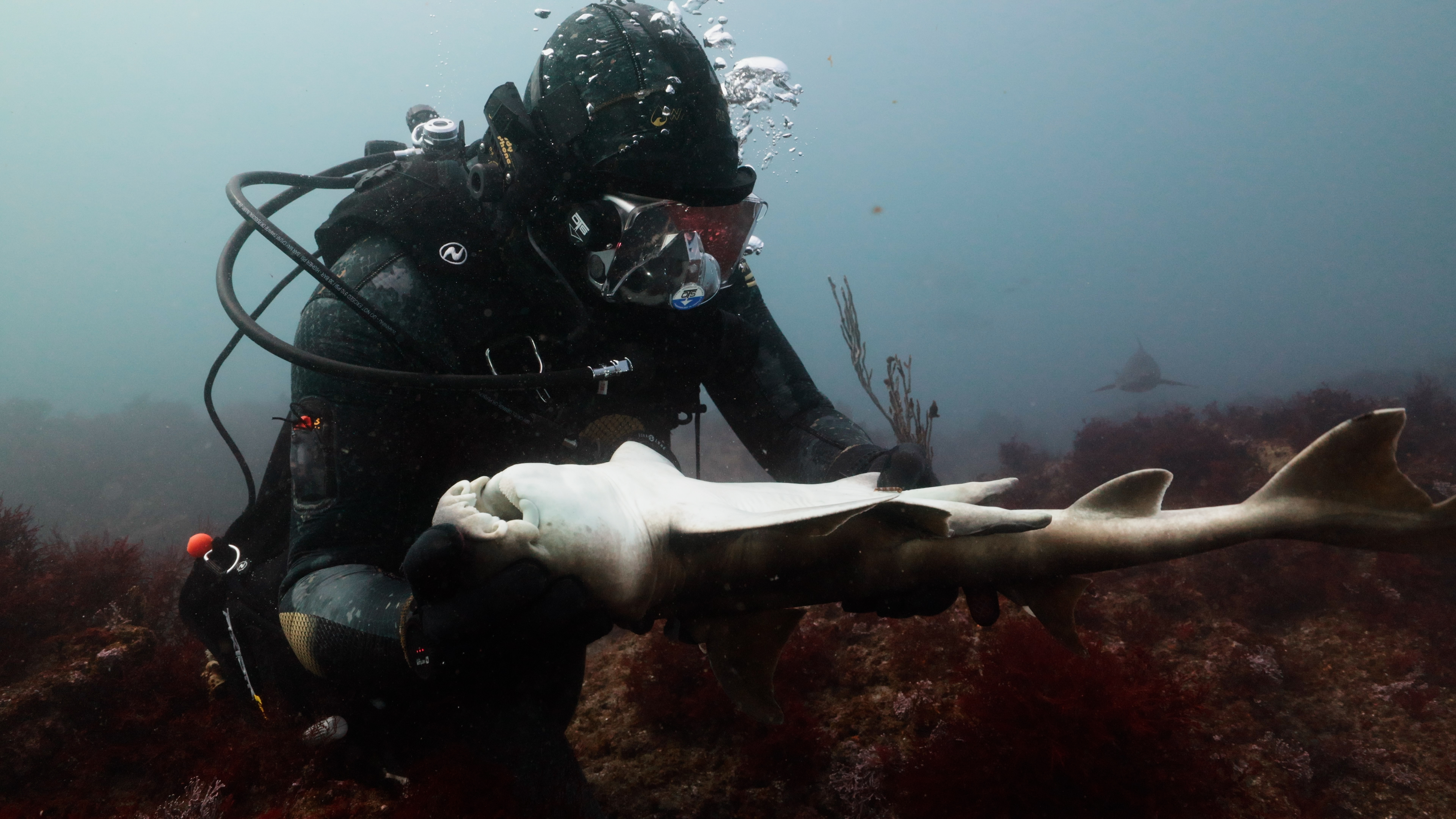Shark Week: See these incredible photos of sharks from Discovery ...