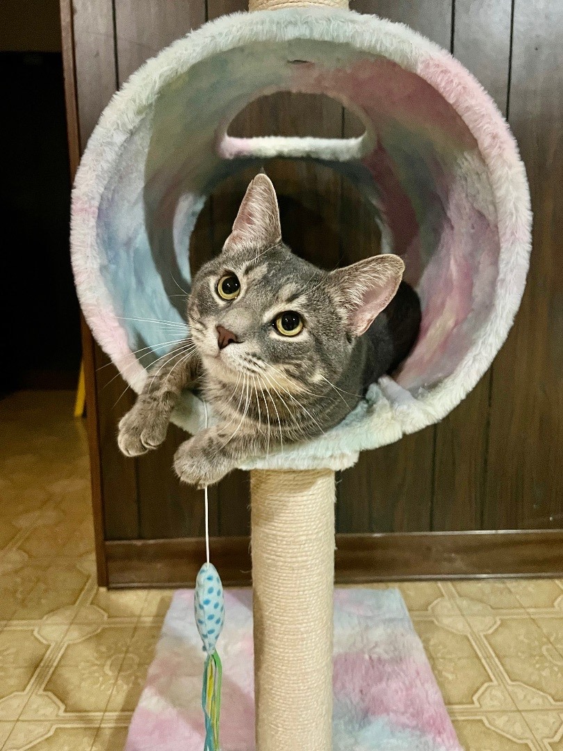 Rain or shine, it's a beautiful day! Enjoy your days with an adoptable ...