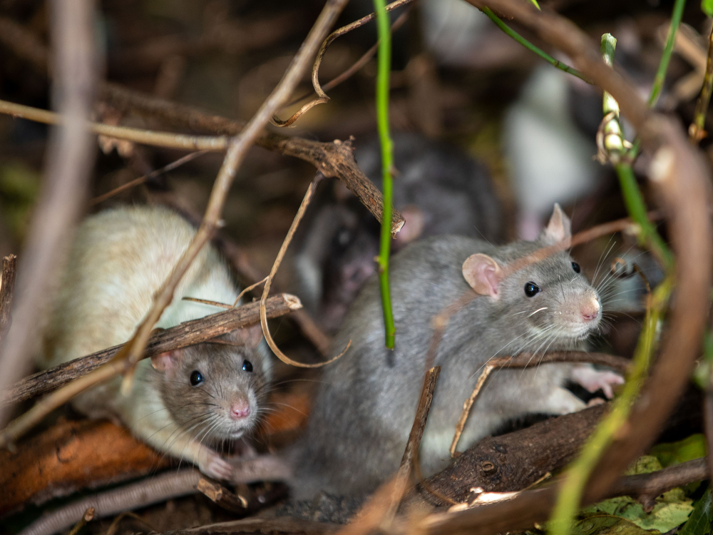 Abandoned domestic rats caught in Harrisburg - pennlive.com