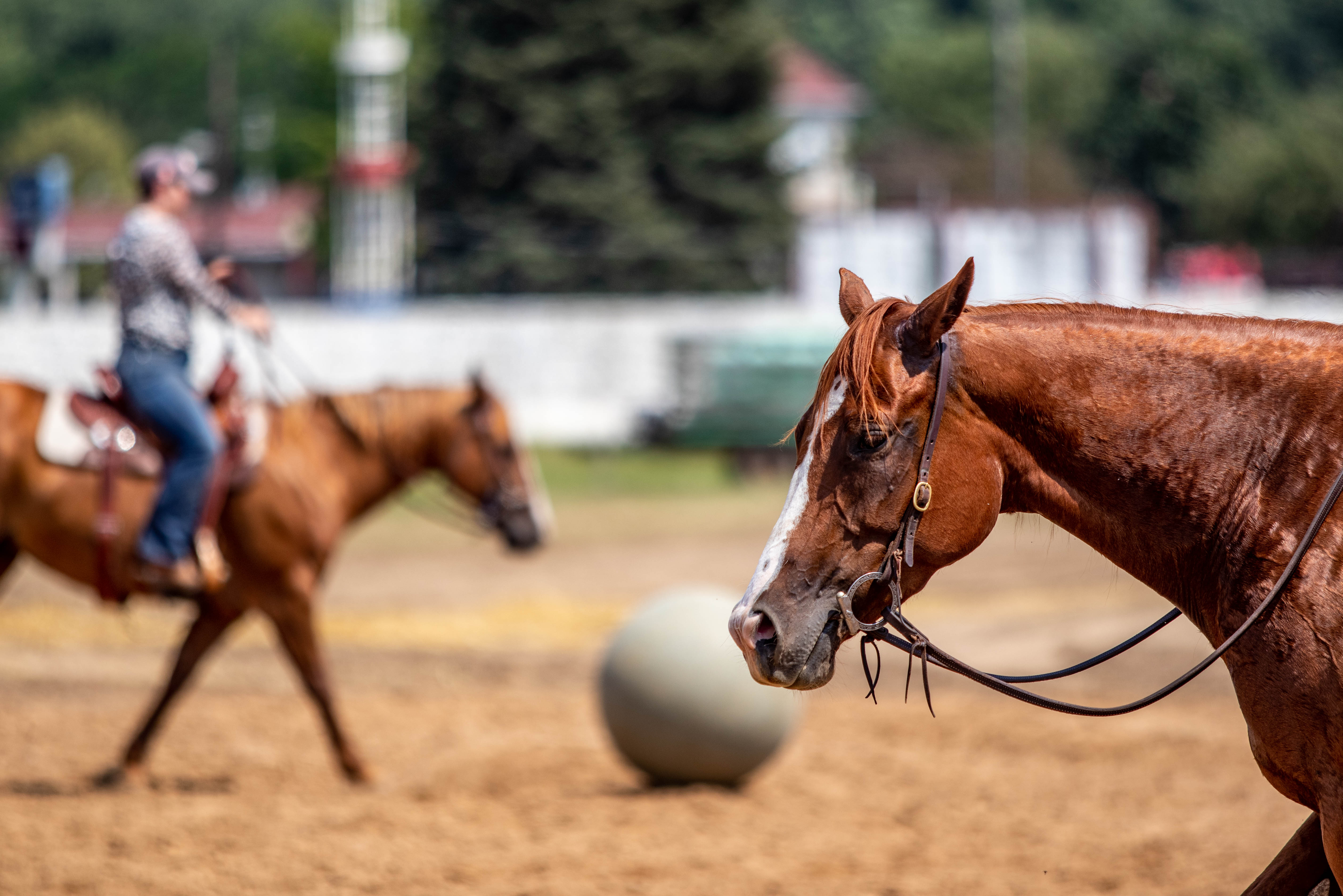 Horse Soccer Comes to the Ionia Free Fair - mlive.com