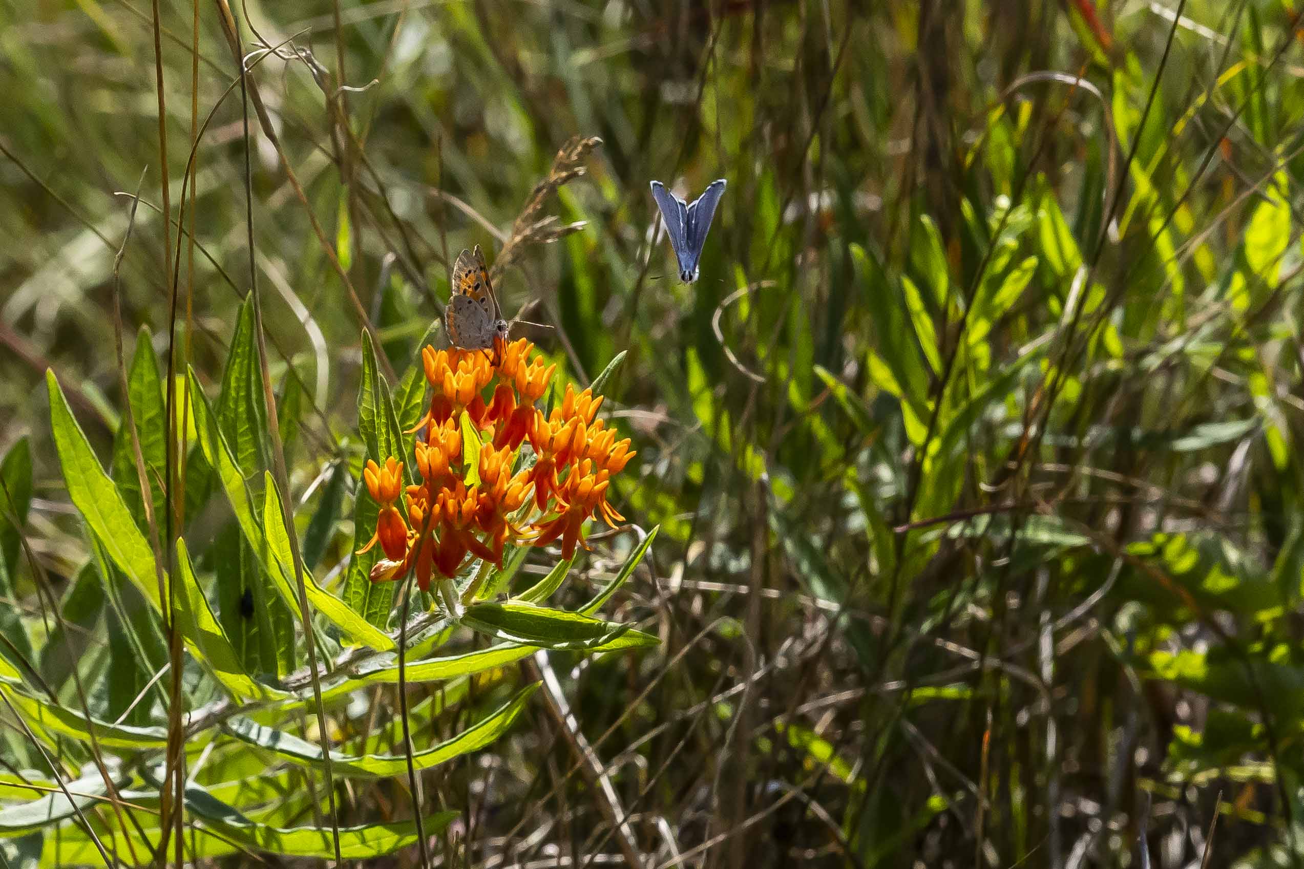 Rare Karner blue butterfly ‘needle mover’ for Michigan conservation ...