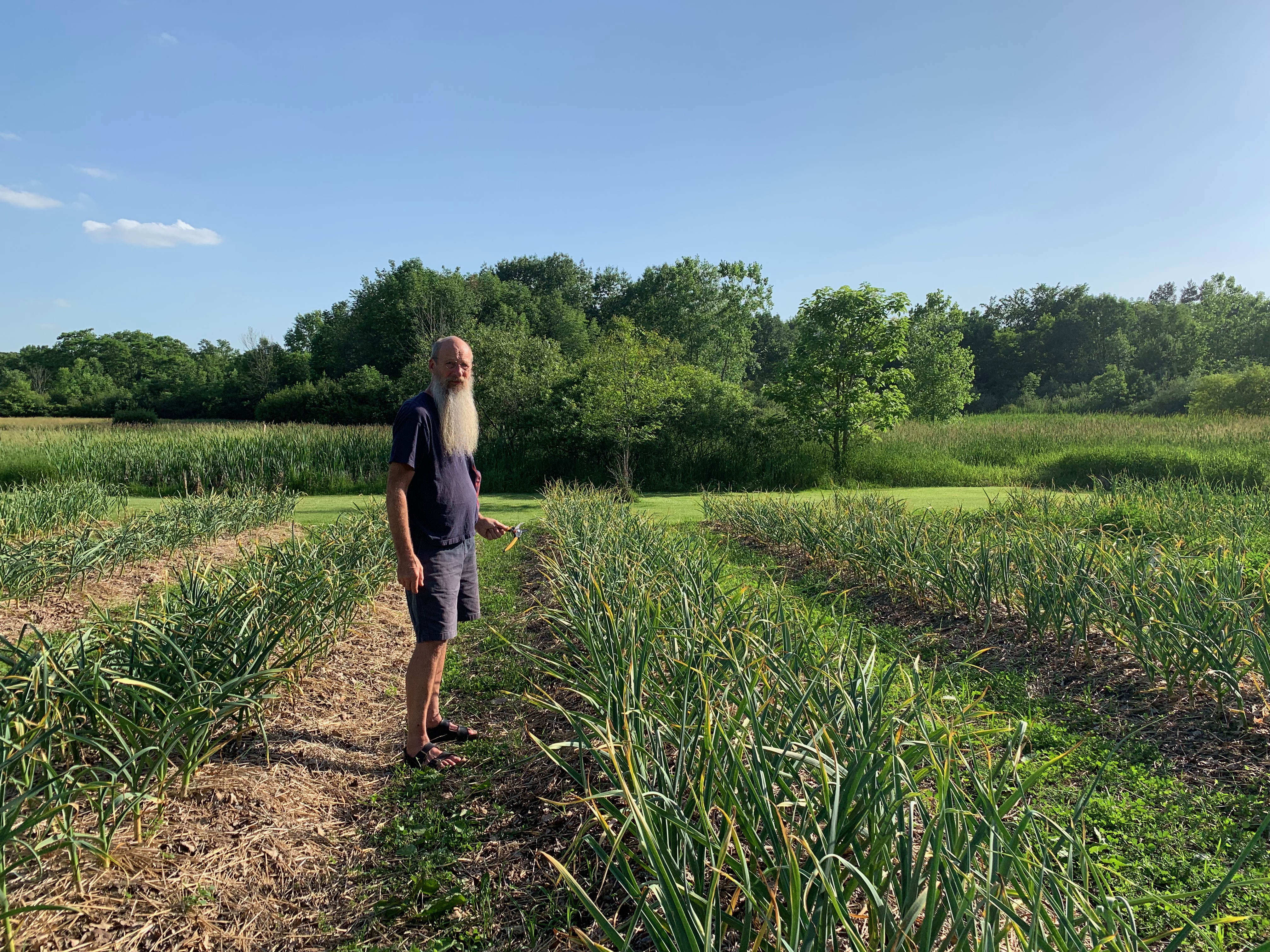 Thaxton's Organic Garlic - cleveland.com