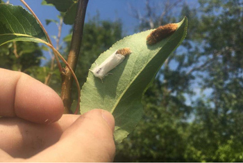 Maine sees worst outbreak of invasive, poisonous caterpillar, browntail ...