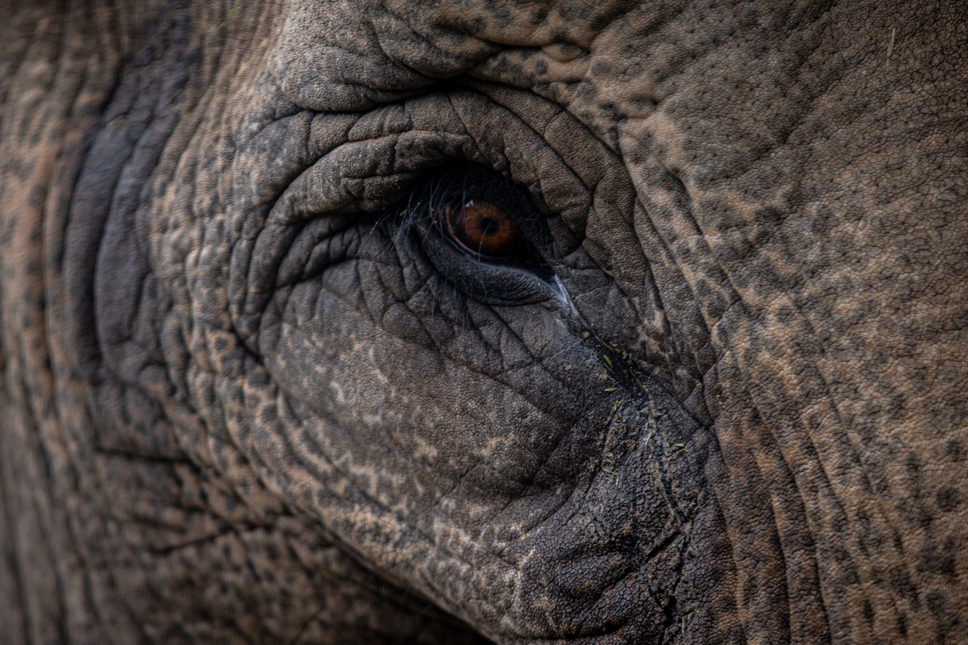 Tula-Tu’s first birthday at the Oregon Zoo - oregonlive.com