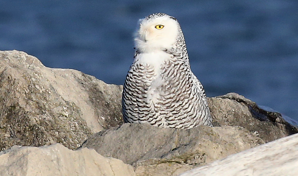 Snowy owls spotted in Lorain Harbor, January 5, 2022 - cleveland.com