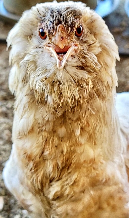 Tikkun Olam Farm Sanctuary - oregonlive.com