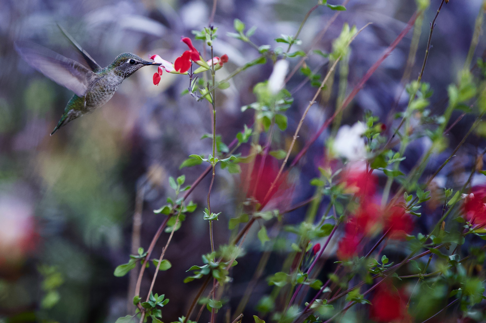 The seven species of Oregon hummingbirds - oregonlive.com