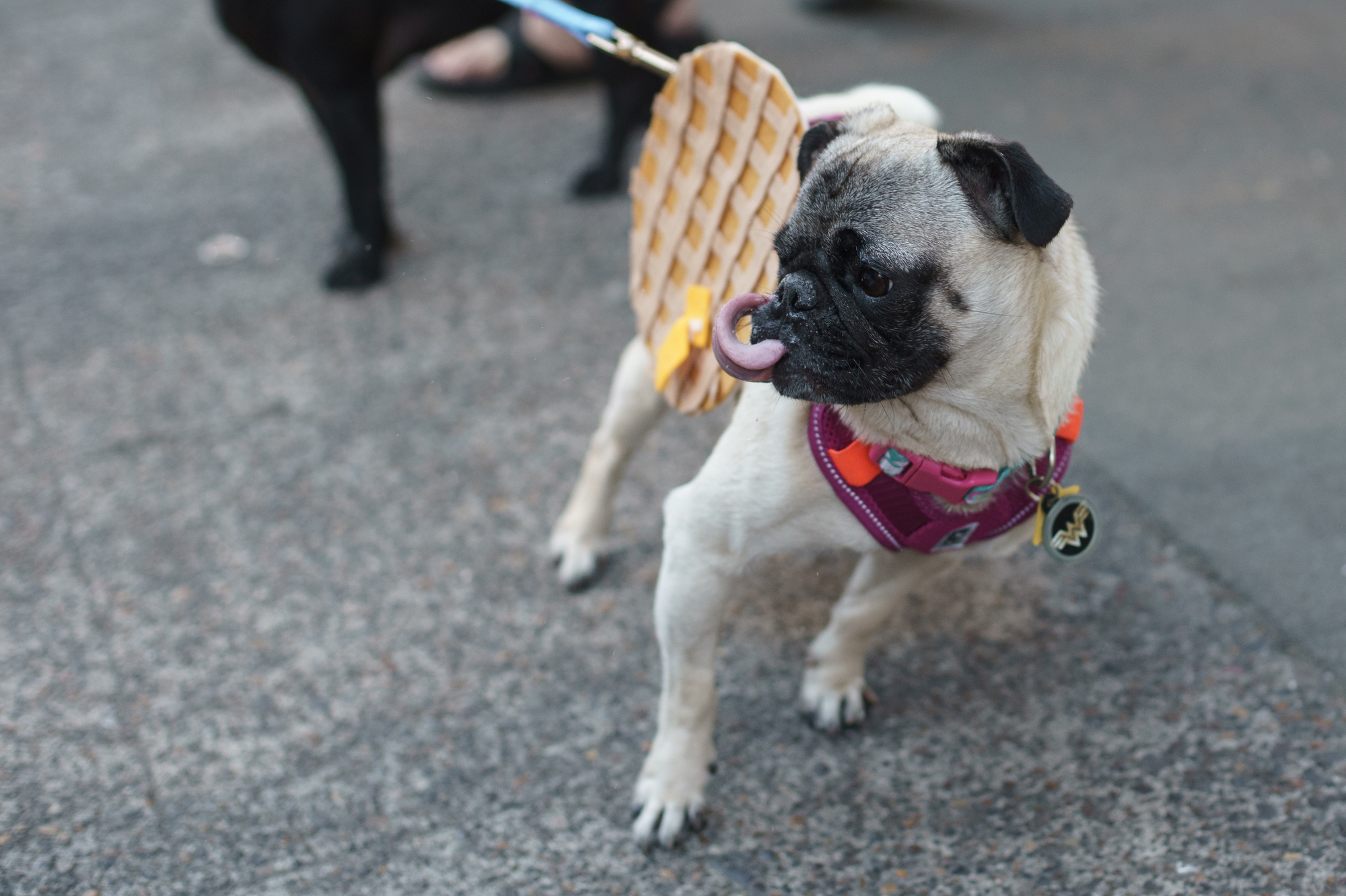 Portland Pug Crawl 2022 - oregonlive.com