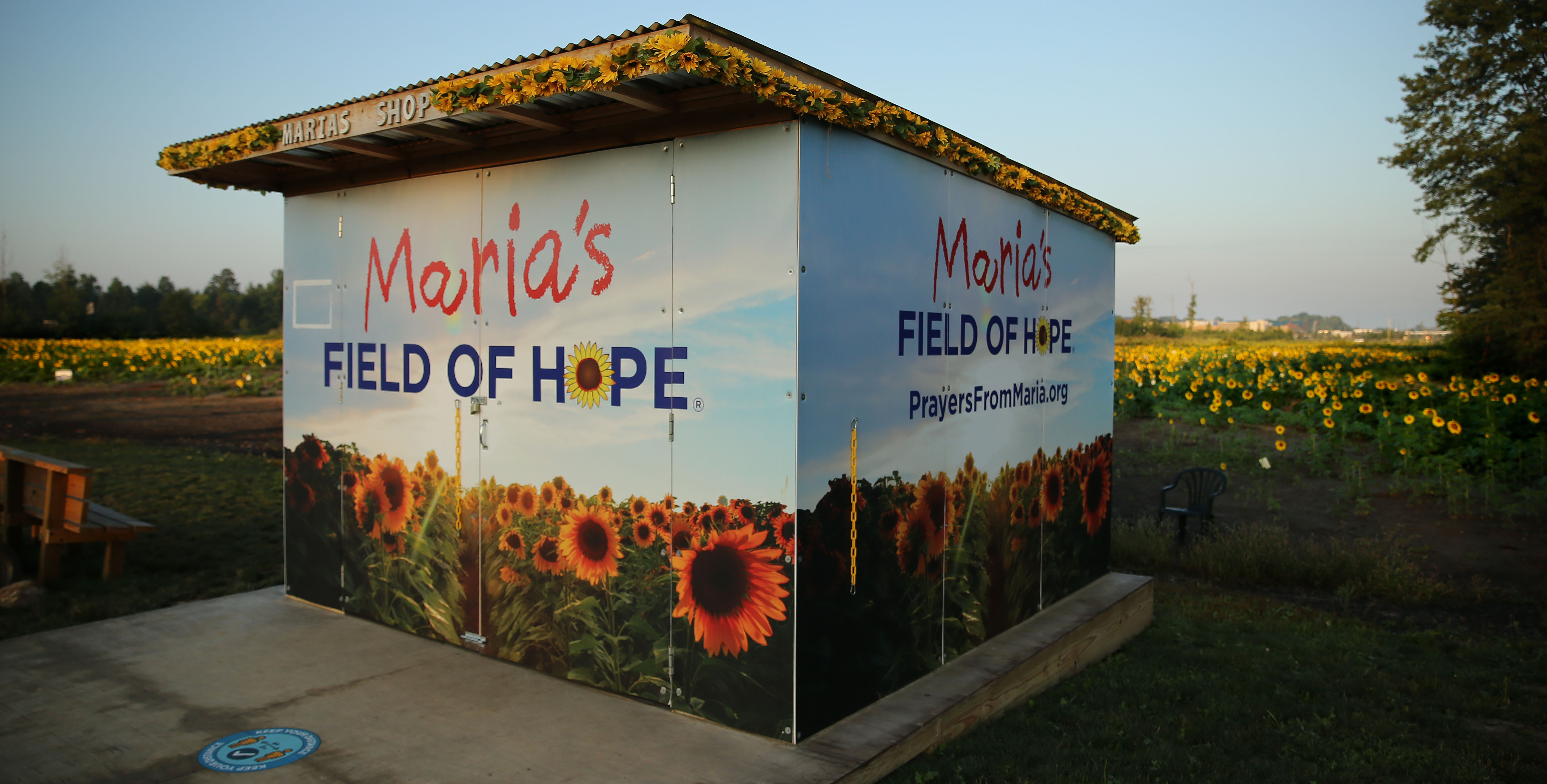 Sunflowers in bloom at Maria's Field of Hope in Avon, September 1, 2020 ...