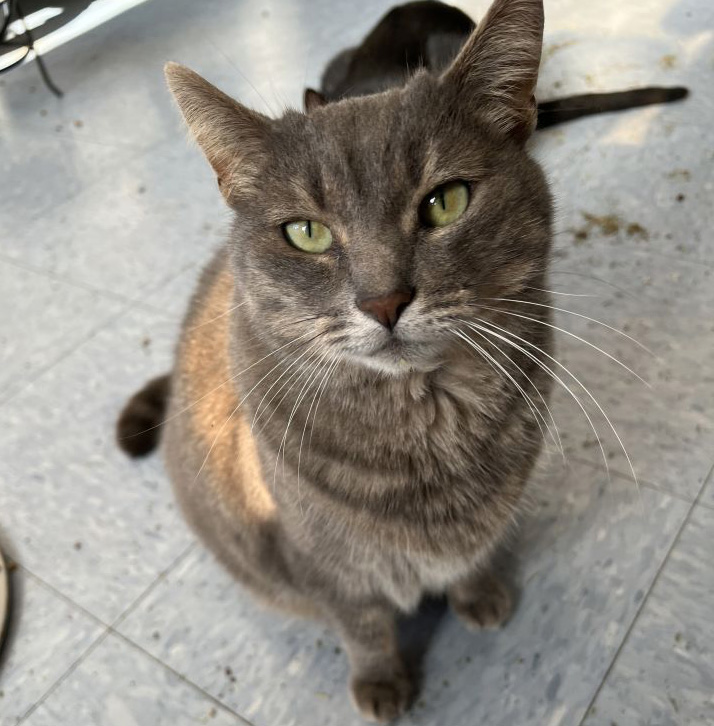 N.J. pets in need: Nov. 21, 2022 - nj.com