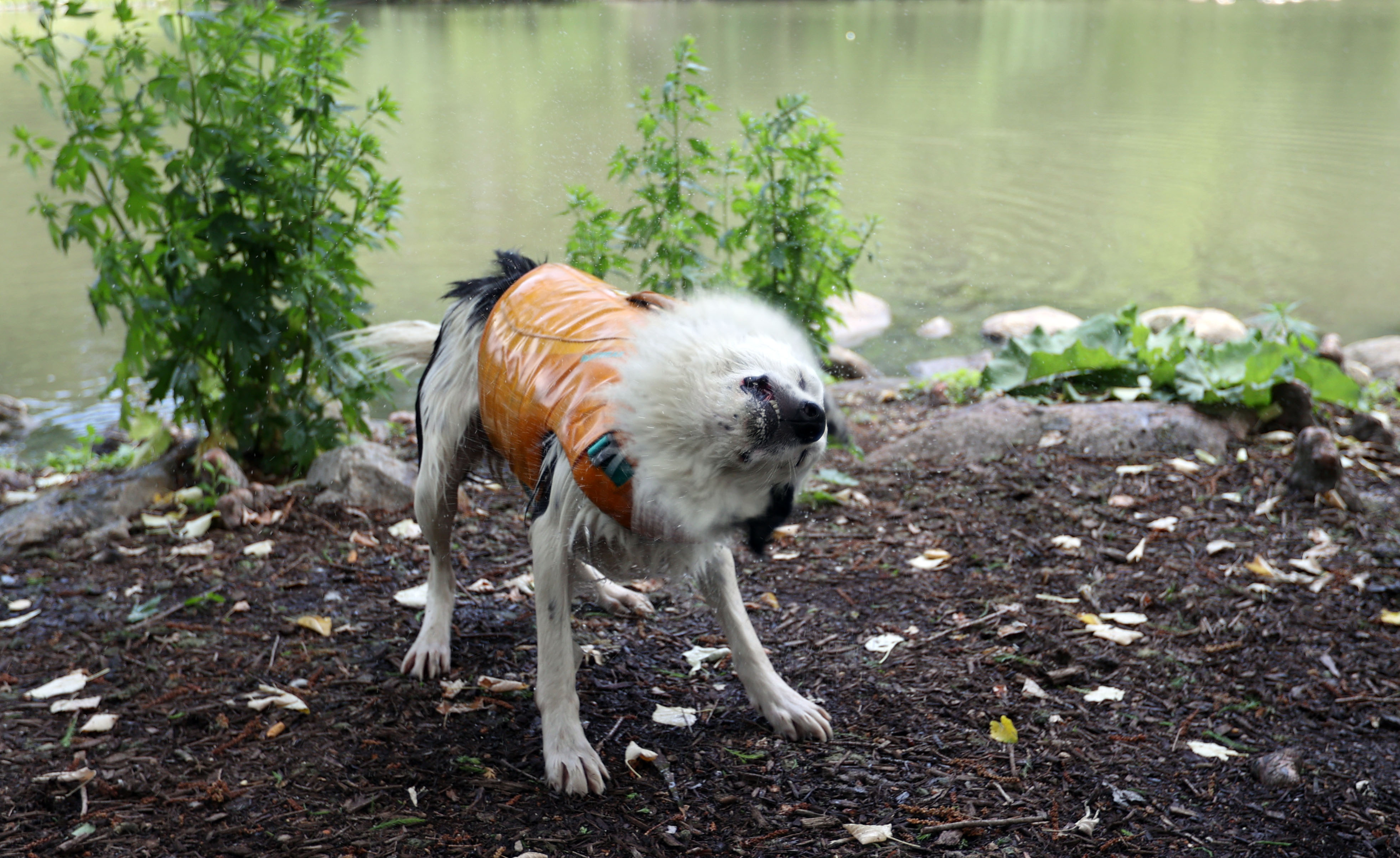 Geese Chasers clear out geese from area land，June 14，2023 - cleveland.com