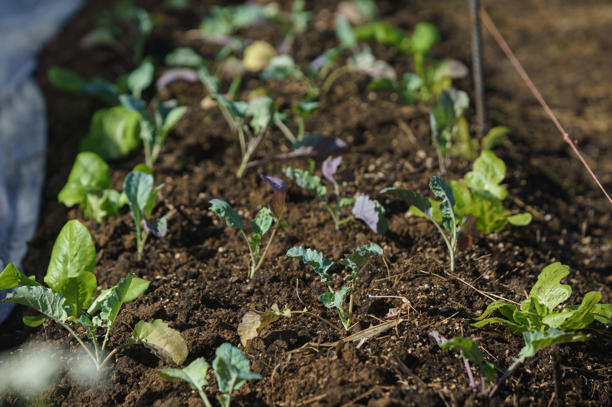 Native American Youth and Family Center's community garden - oregonlive.com