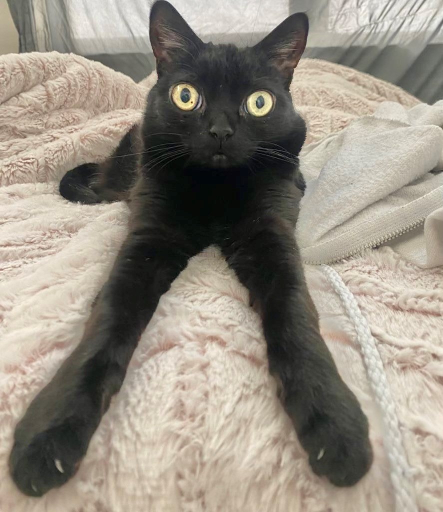 Jinx the cat to become mayor of Hell, Michigan. - mlive.com