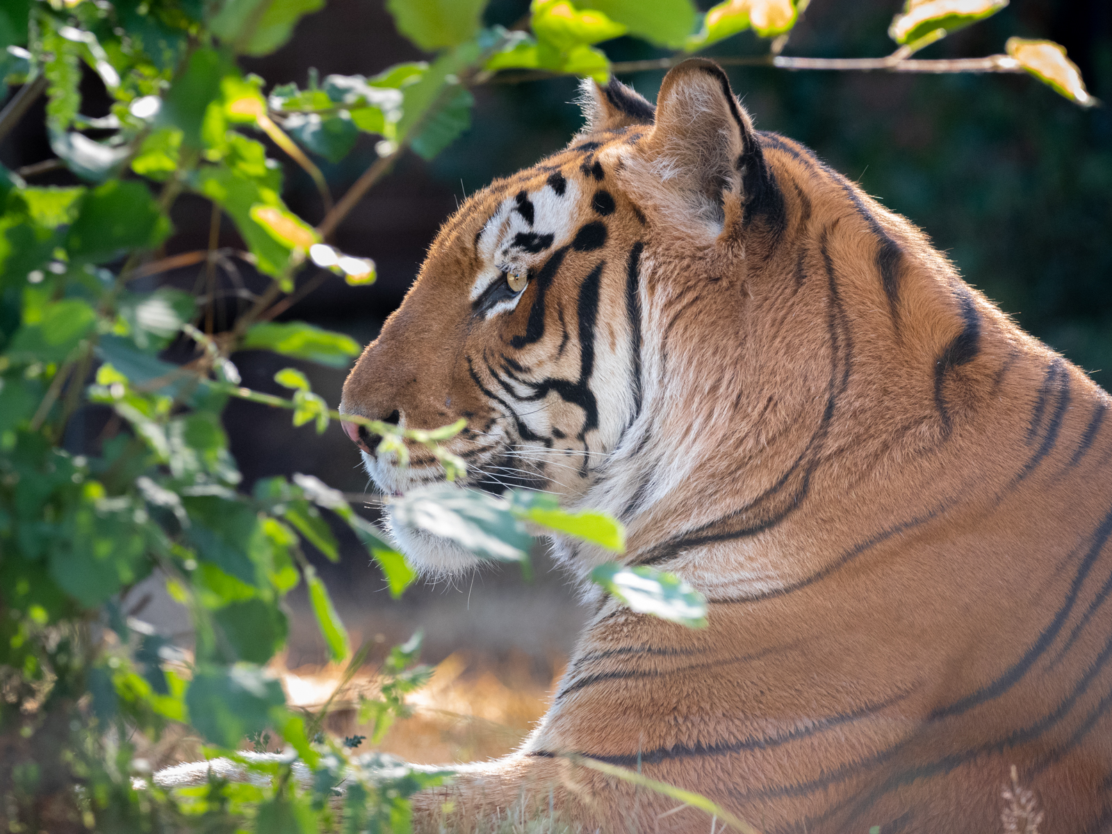 Tigers at WildCat Ridge - oregonlive.com