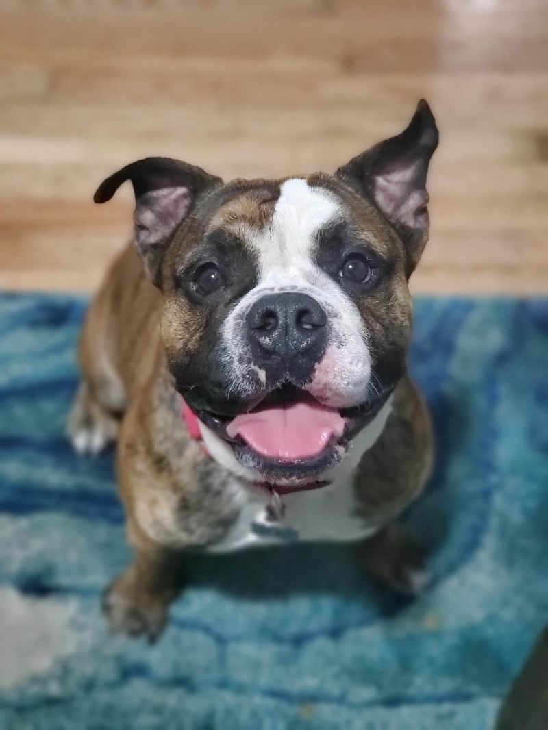 Let's celebrate these adoptable pets! March 20-21 - silive.com