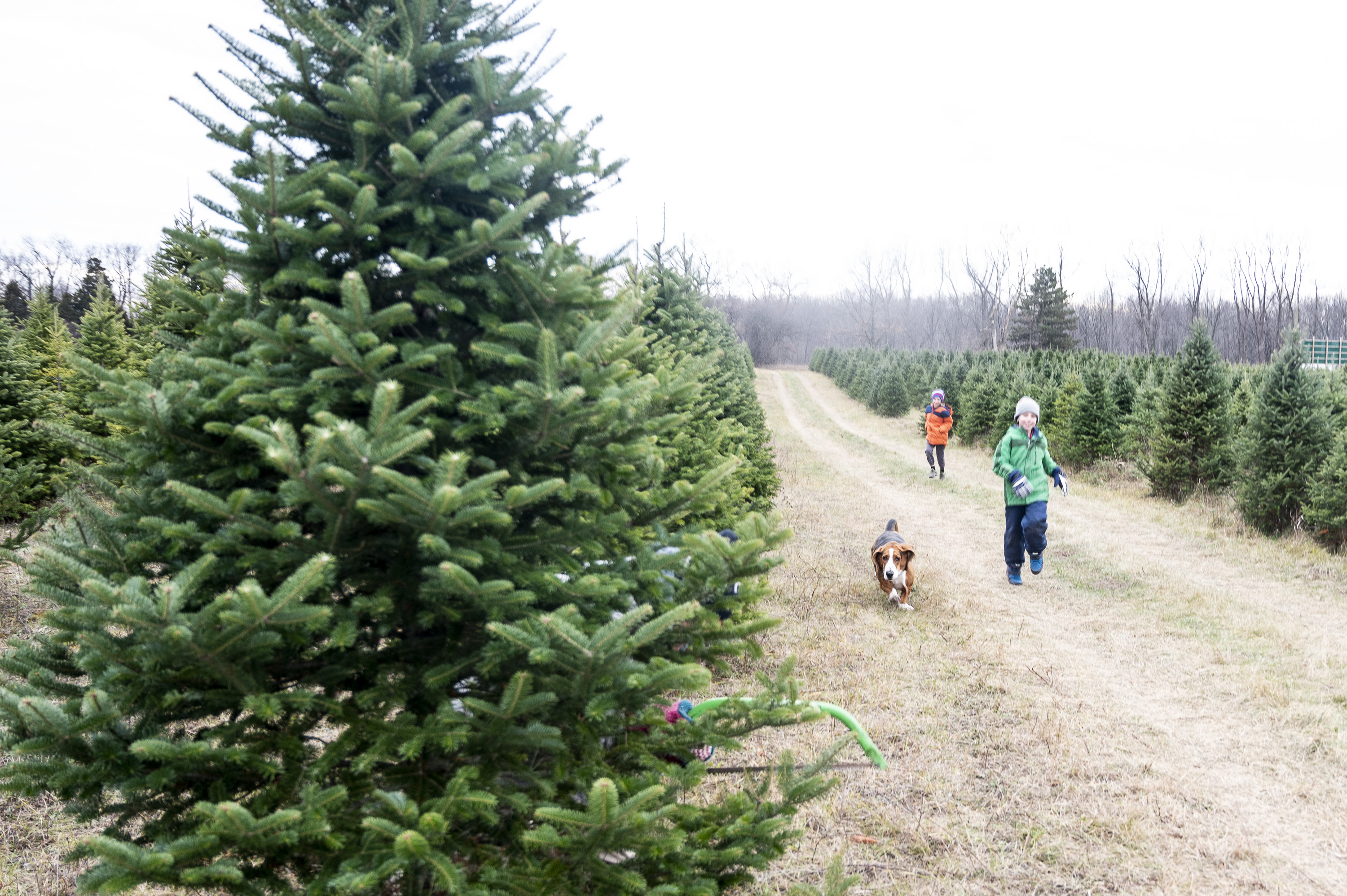 Arend Tree Farm continues four-generation tradition of Christmas U-Cut ...