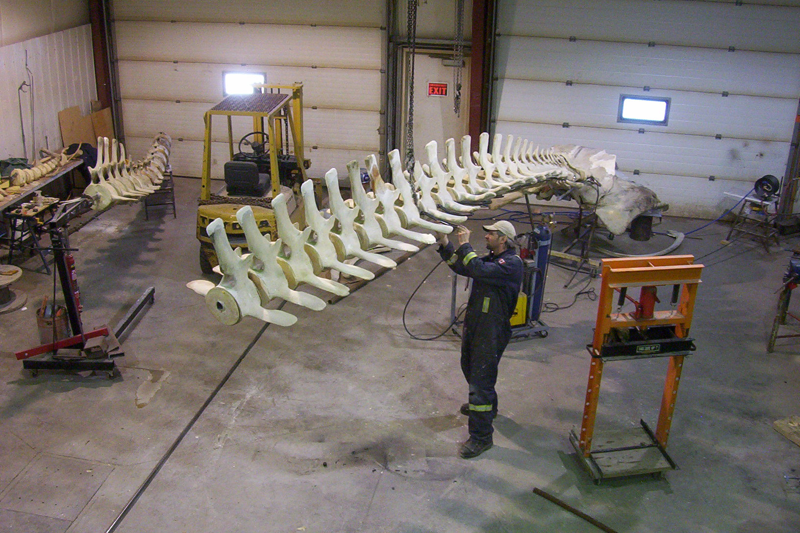 Reconstructing a blue whale skeleton - oregonlive.com