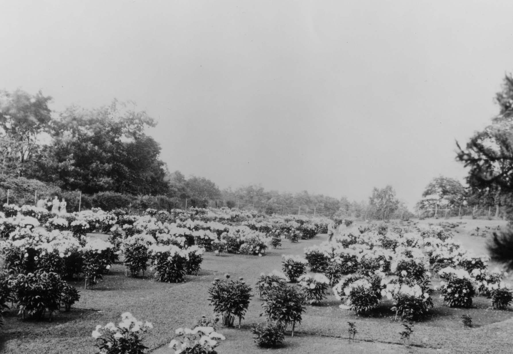 Peony Garden through the years - mlive.com