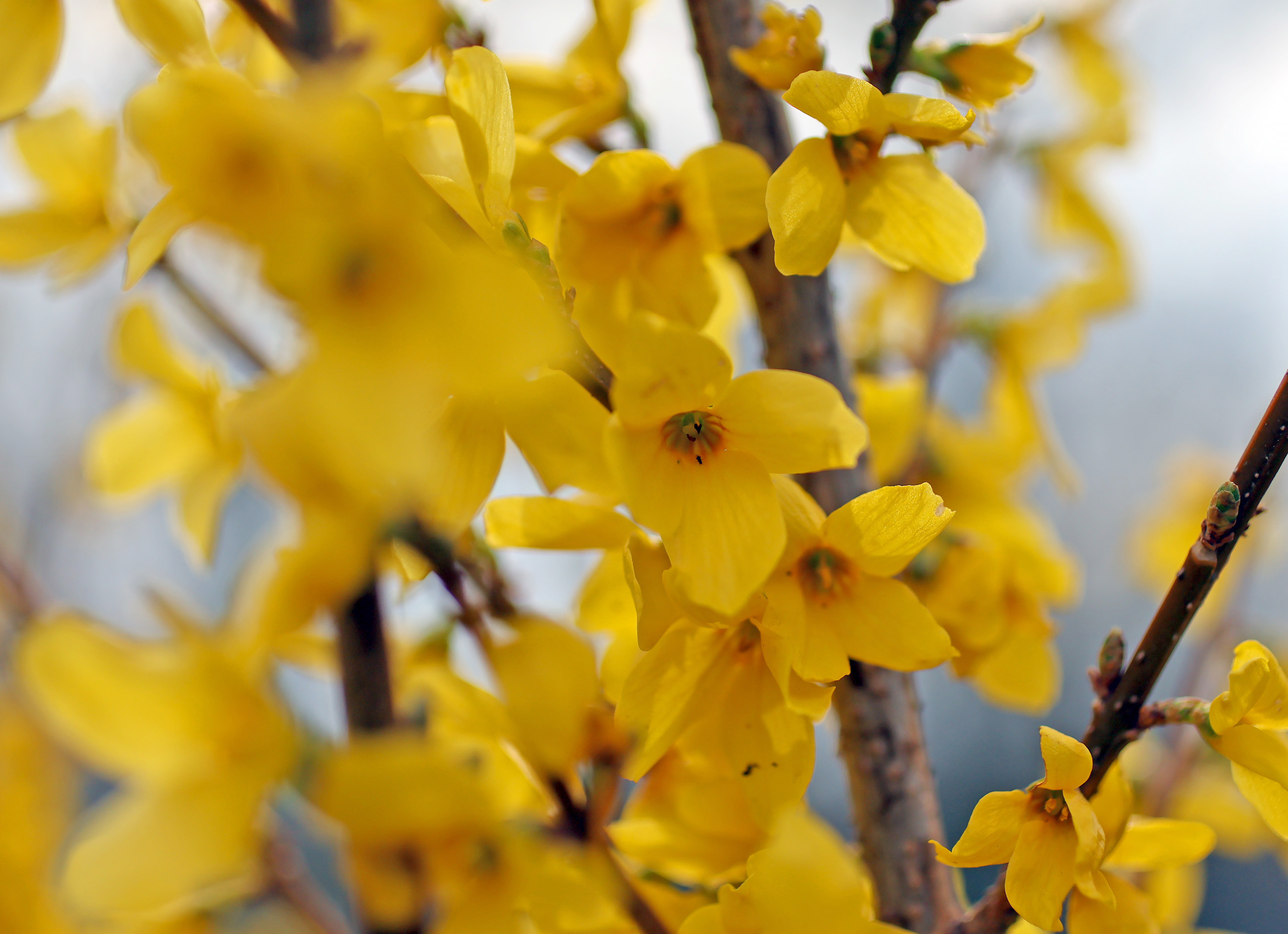 Spring in full bloom in Northeast Ohio - cleveland.com