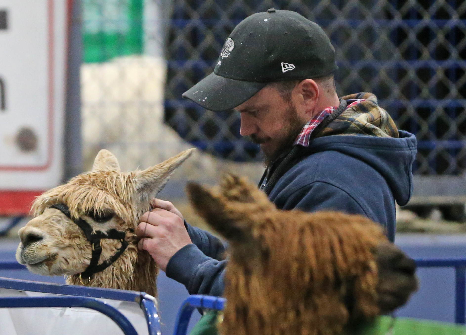 The Buckeye Alpaca Show at Summit County Fairgrounds, March 23, 2024 ...