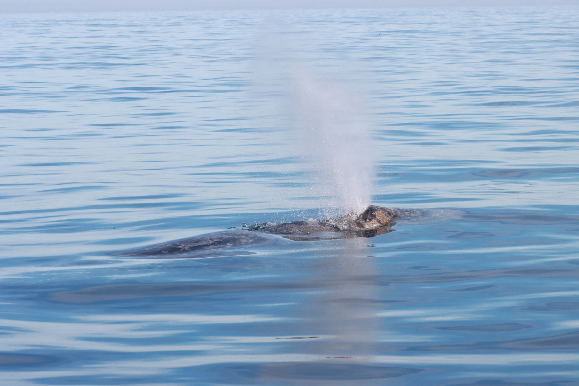 Meet Oregon’s most well known gray whales - oregonlive.com