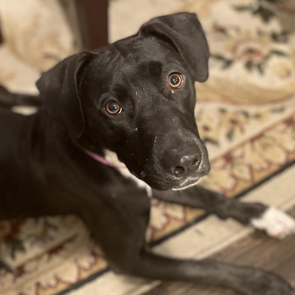 Let the fun begin! Rescued pets searching for a their forever family ...