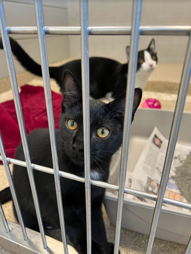 MSPCA teams up with NEAS to save dozens of cats from Kentucky floods ...