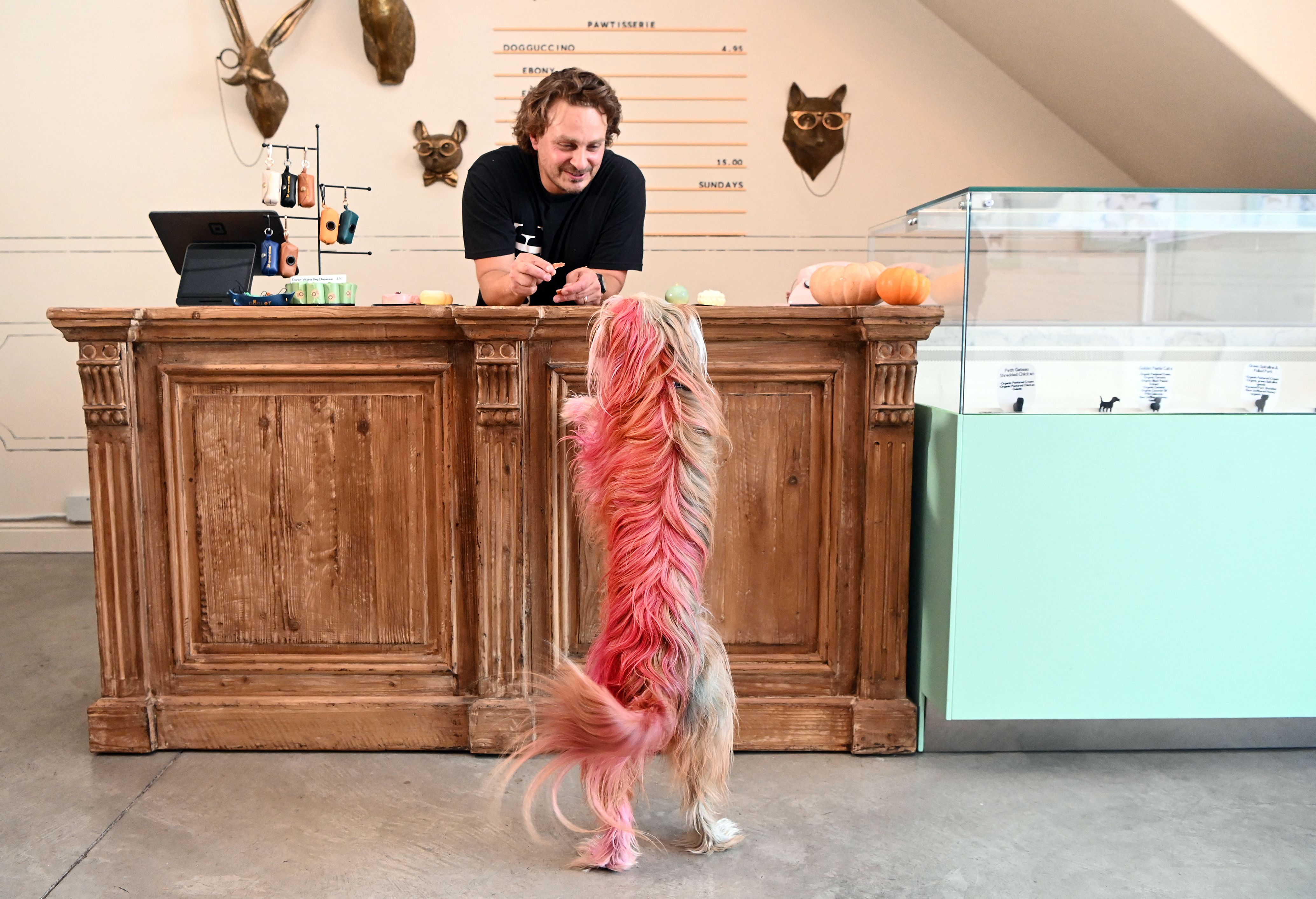 Fine dining restaurant for dogs - oregonlive.com