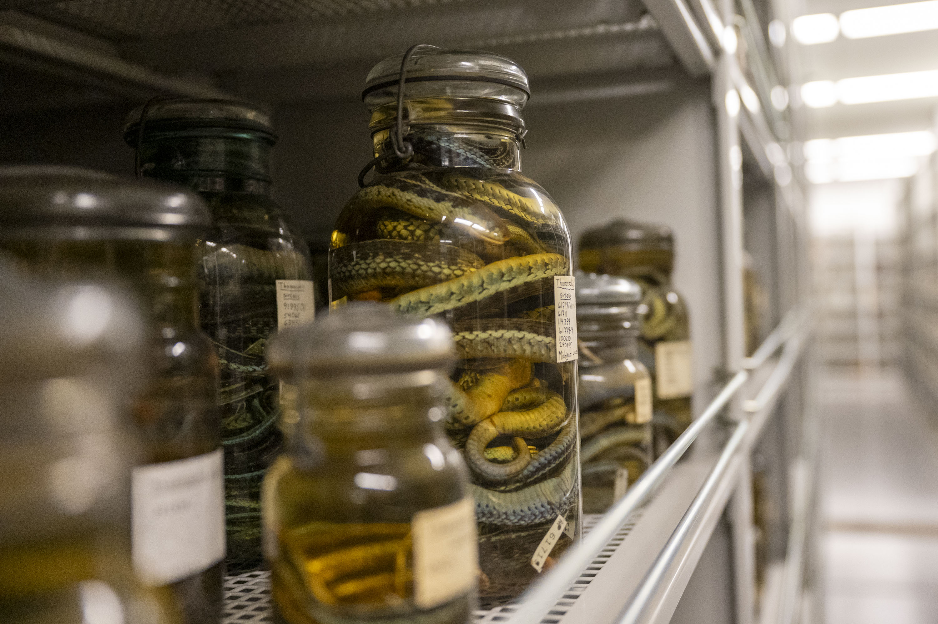 University of Michigan's snake collection - mlive.com