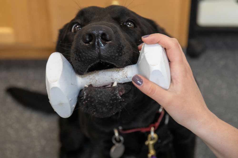 Susquehanna Service Dogs opens new training center in East Hanover ...