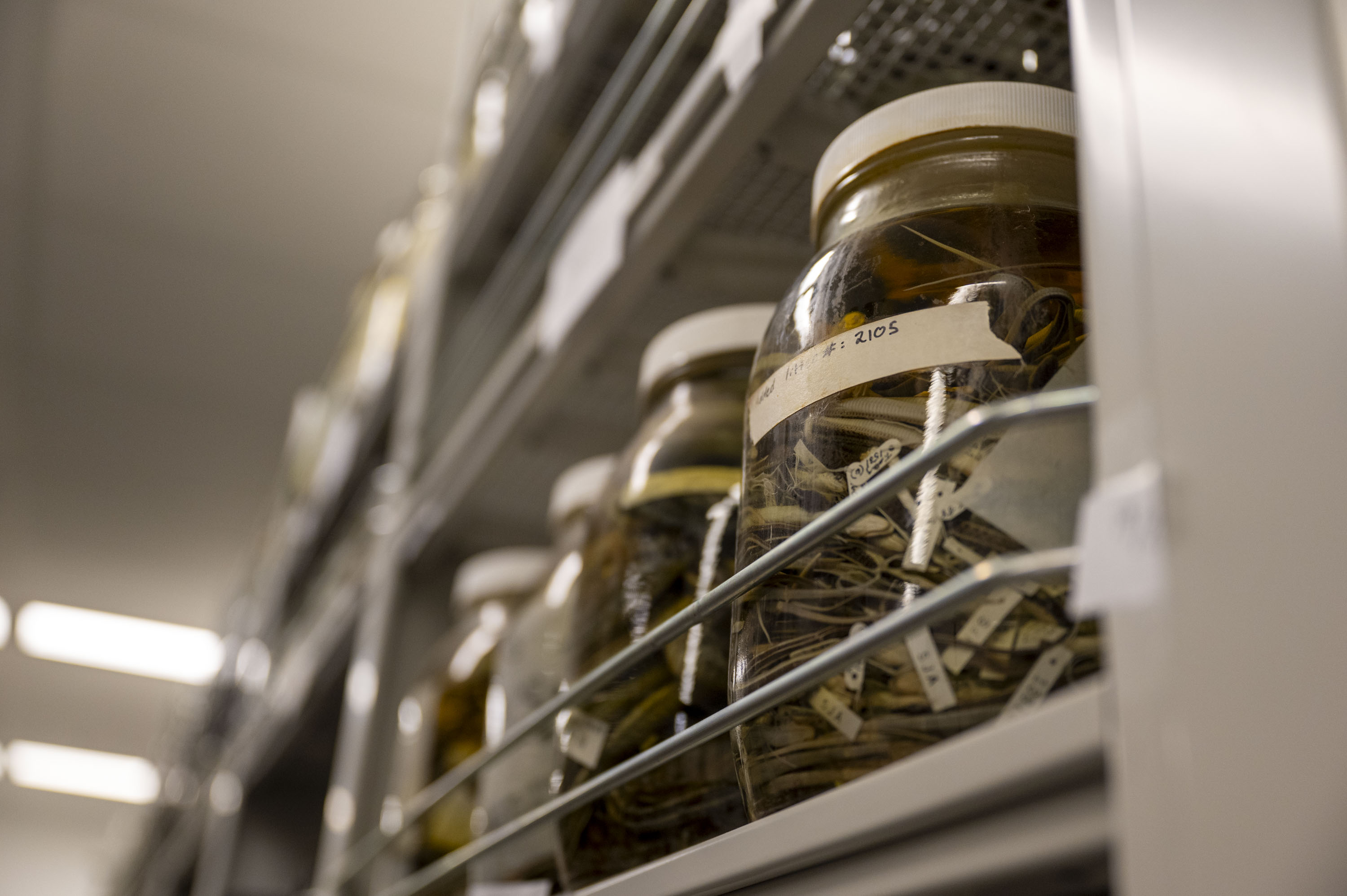 University of Michigan's snake collection - mlive.com