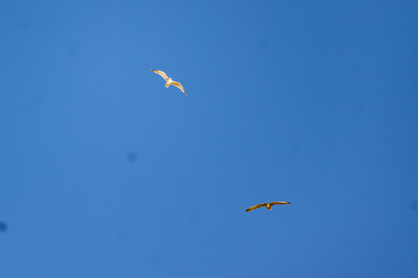 Hyperlocal Winter Birding - nj.com