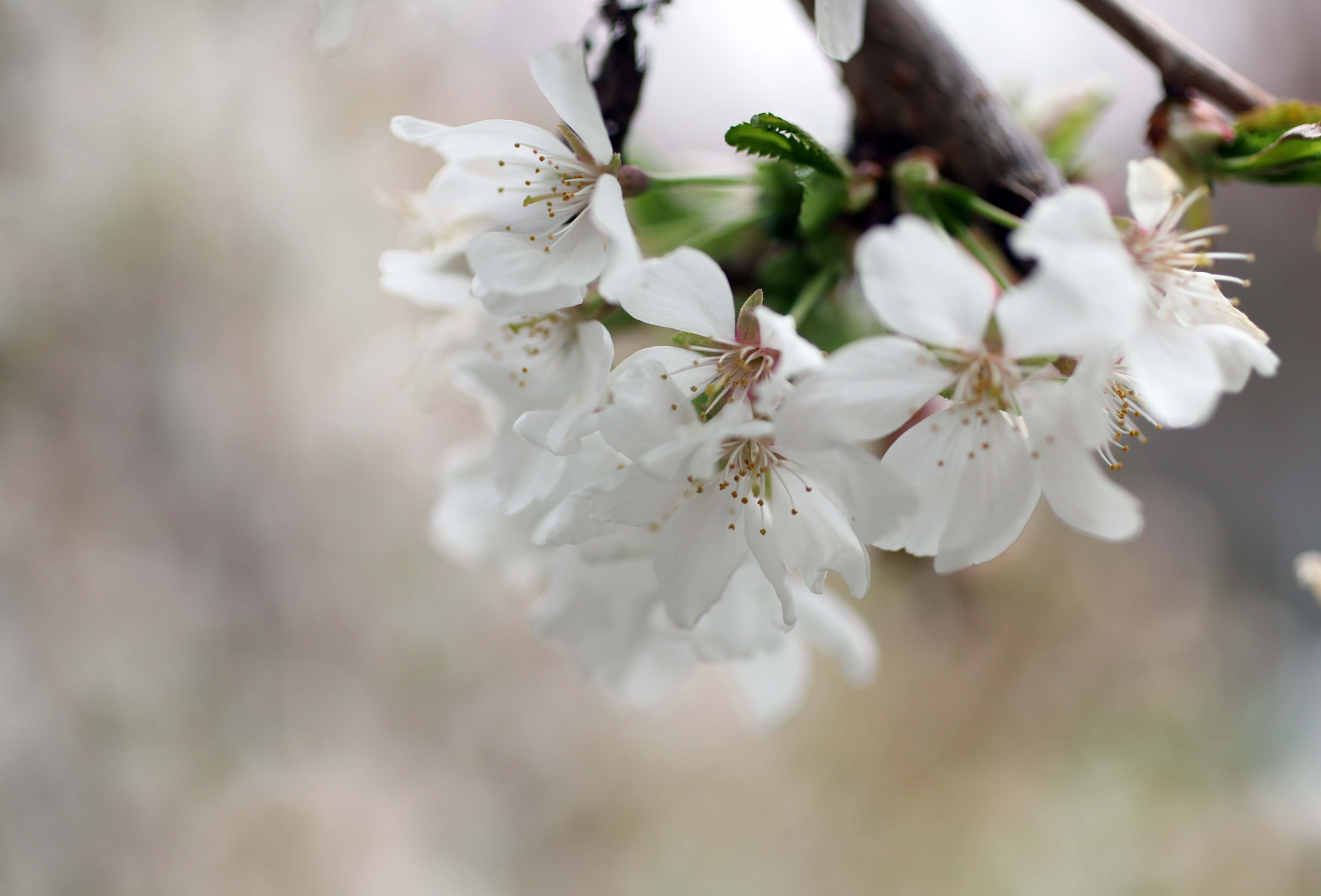 Spring in full bloom in Northeast Ohio - cleveland.com