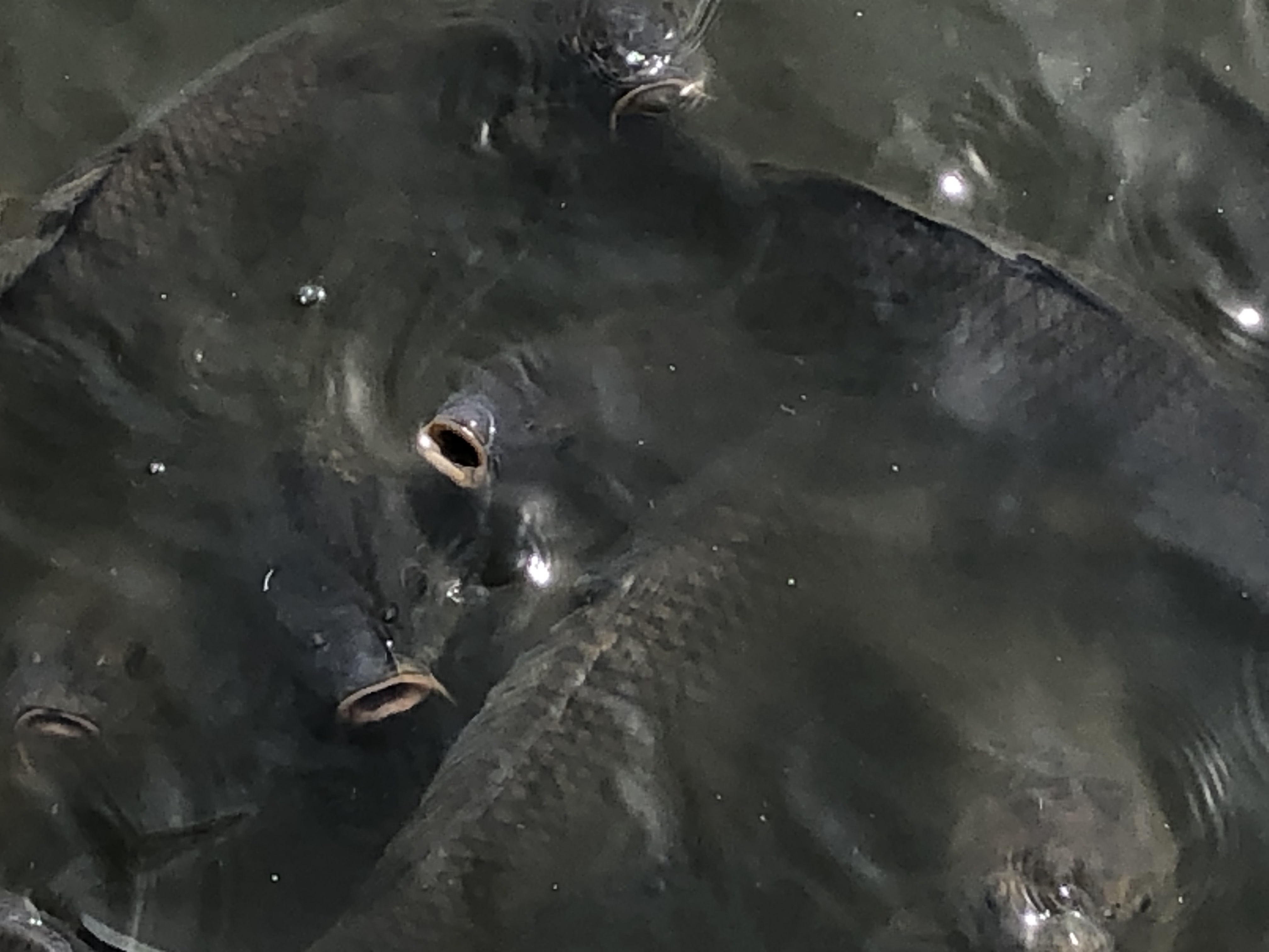 Pymatuning Spillway - cleveland.com