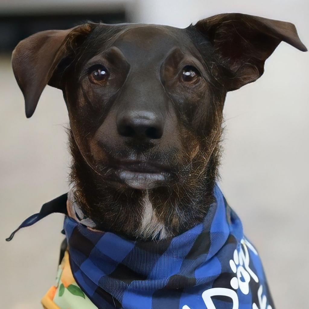 Pet insurance, to be or not to be. Aug 5-6 - silive.com